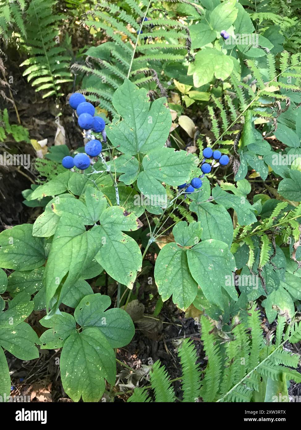 blue cohosh (Caulophyllum thalictroides) Plantae Stock Photo - Alamy