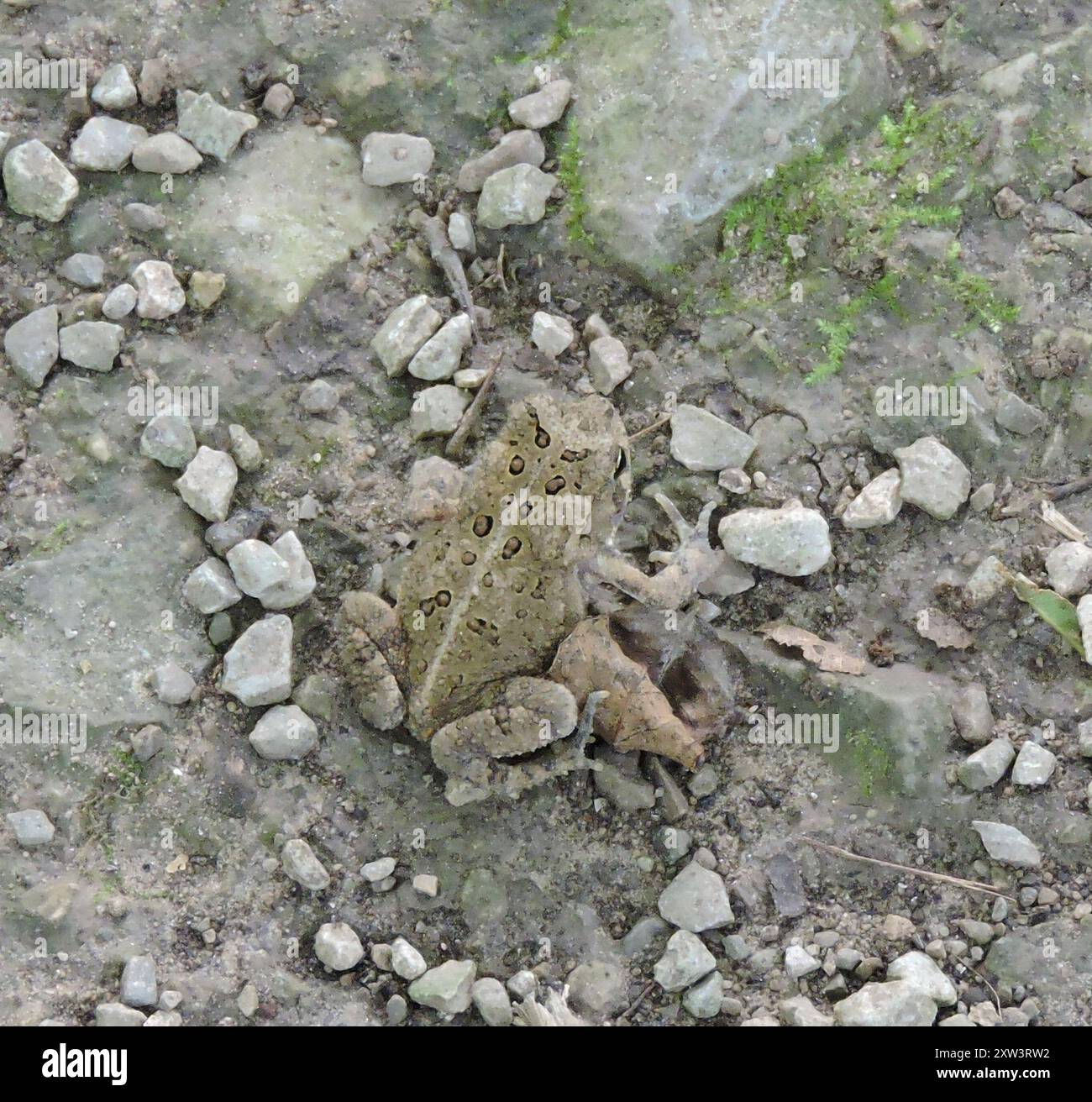 Eastern American Toad (Anaxyrus americanus americanus) Amphibia Stock ...