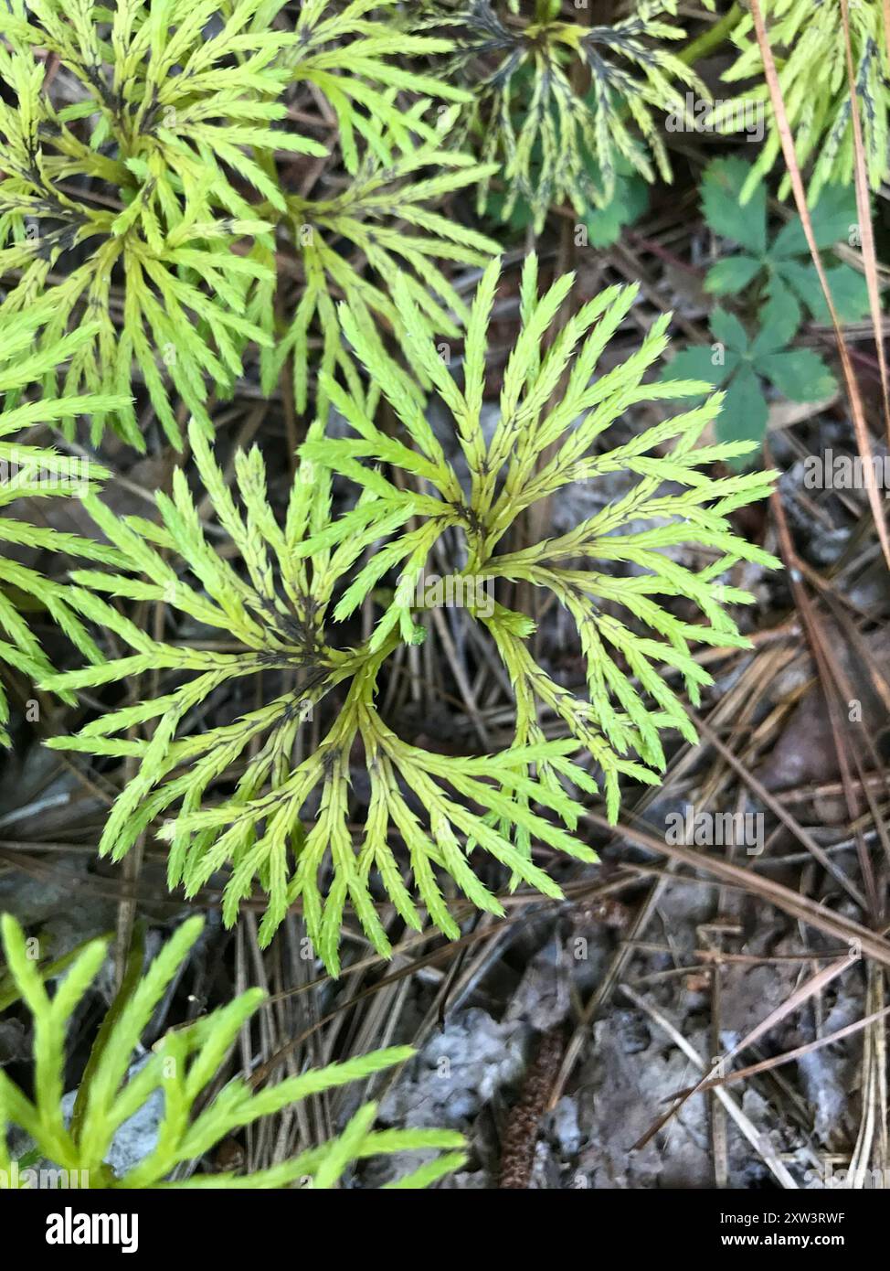 fan clubmoss (Diphasiastrum digitatum) Plantae Stock Photo - Alamy