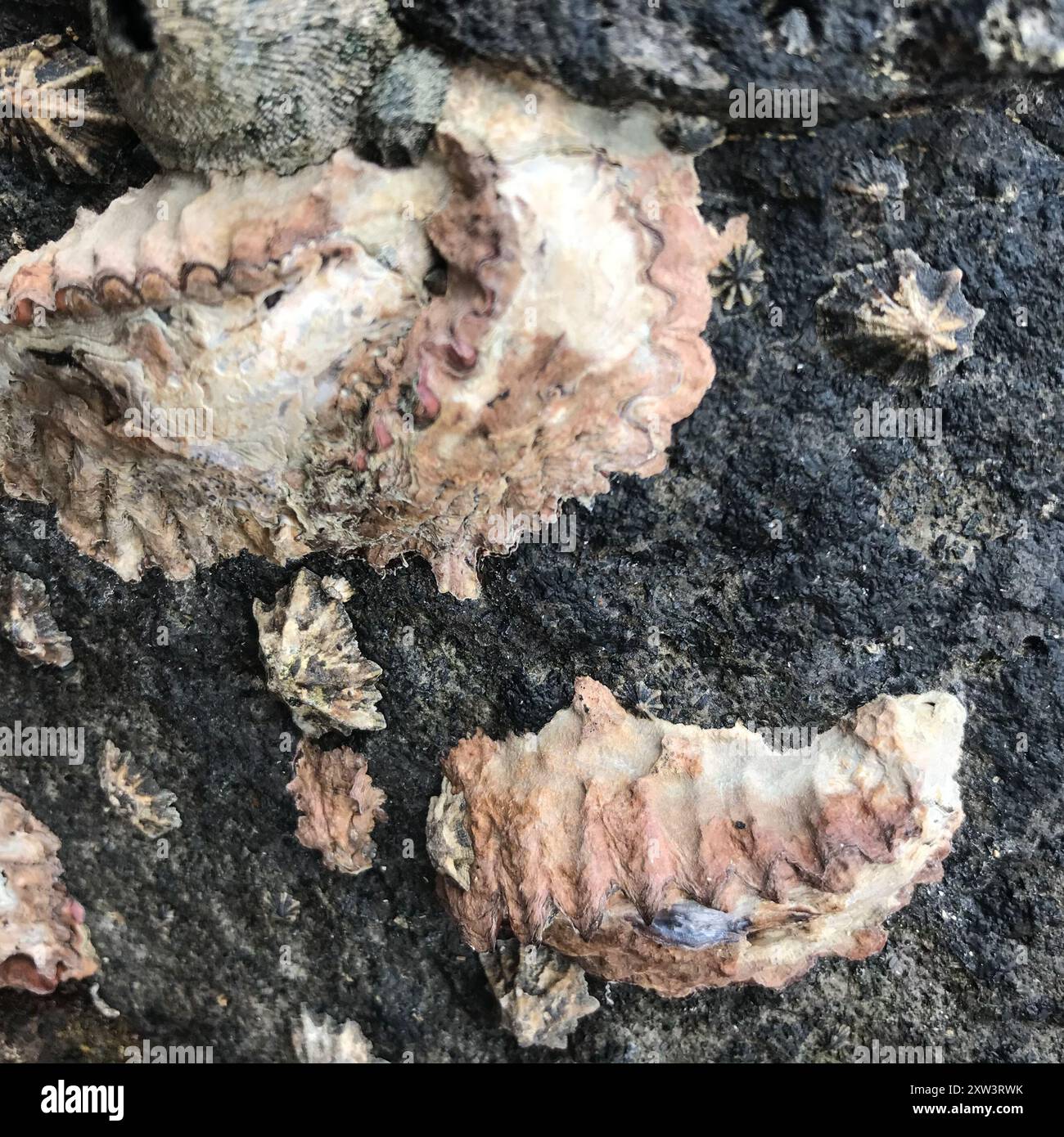 Pacific Oyster (Magallana gigas) Mollusca Stock Photo - Alamy