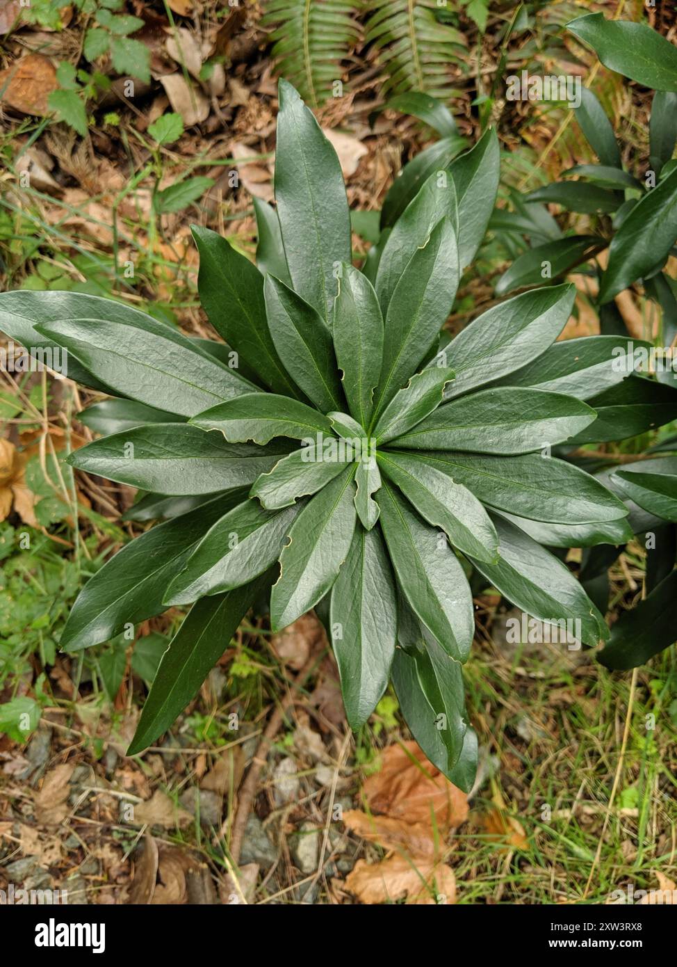 Spurge-laurel (Daphne laureola) Plantae Stock Photo - Alamy