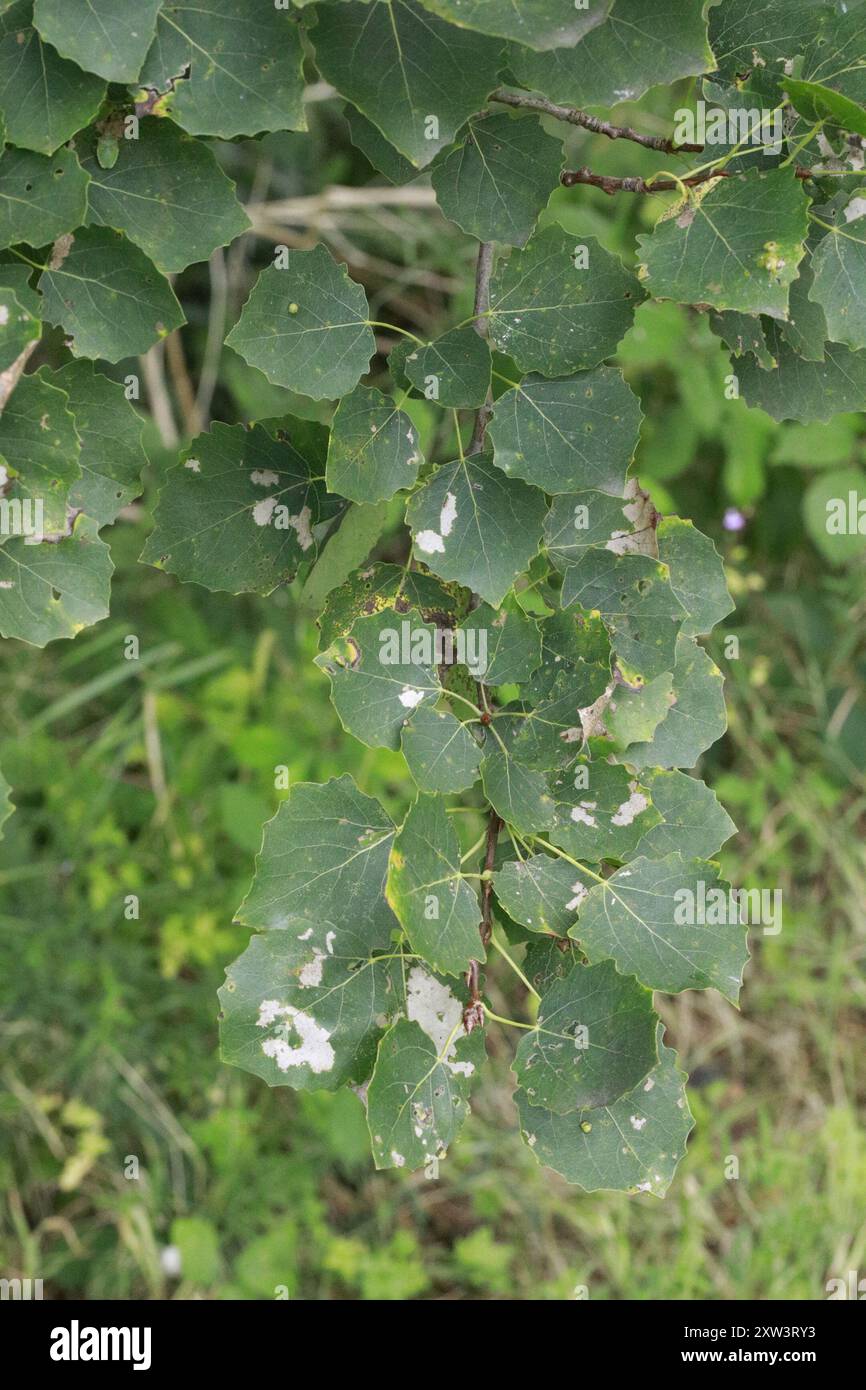European aspen (Populus tremula) Plantae Stock Photo - Alamy