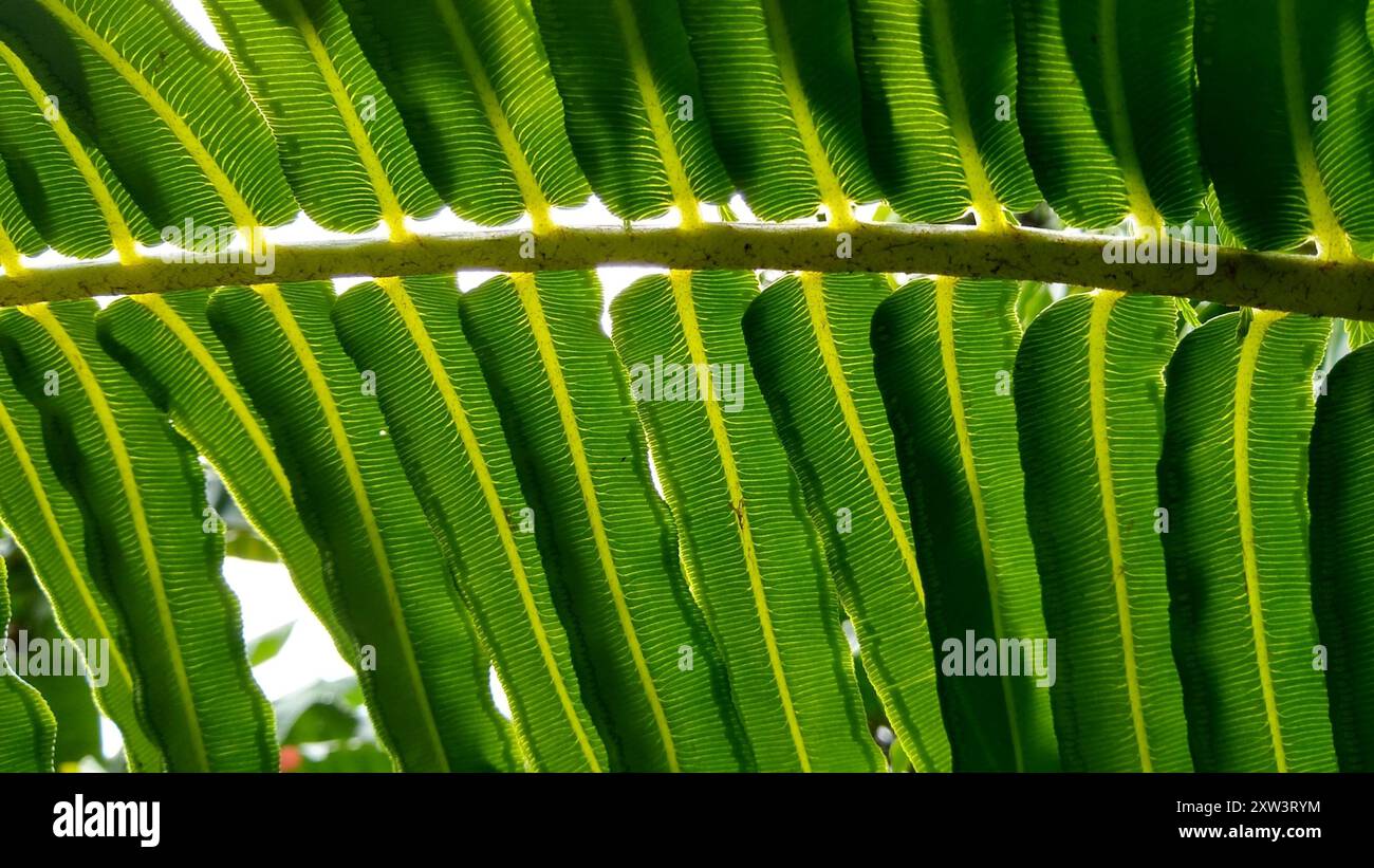 king fern (Angiopteris evecta) Plantae Stock Photo - Alamy
