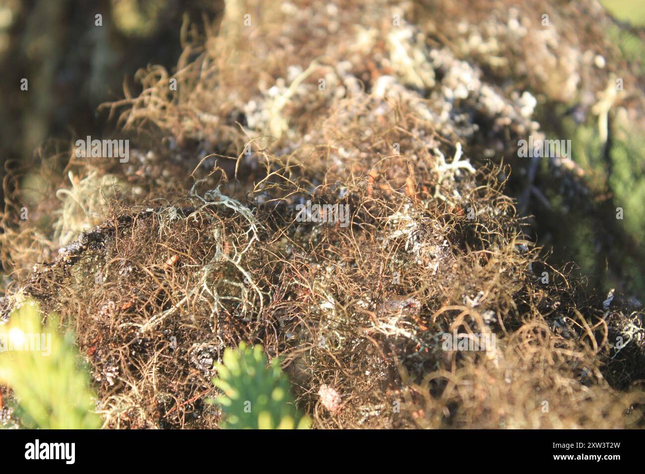 Horsehair Lichens (Bryoria) Fungi Stock Photo - Alamy