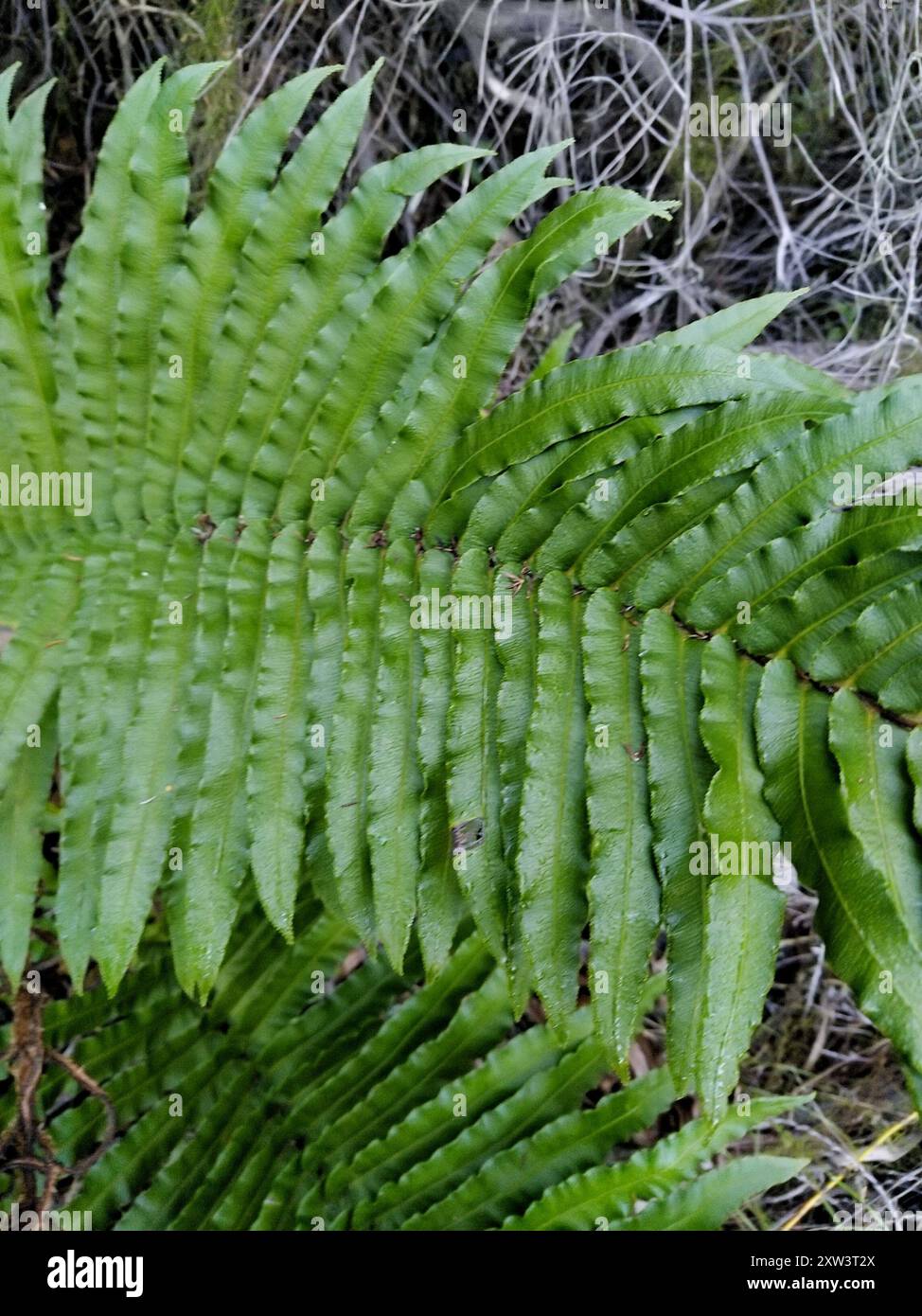Cape Hard Fern (Blechnum capense) Plantae Stock Photo - Alamy