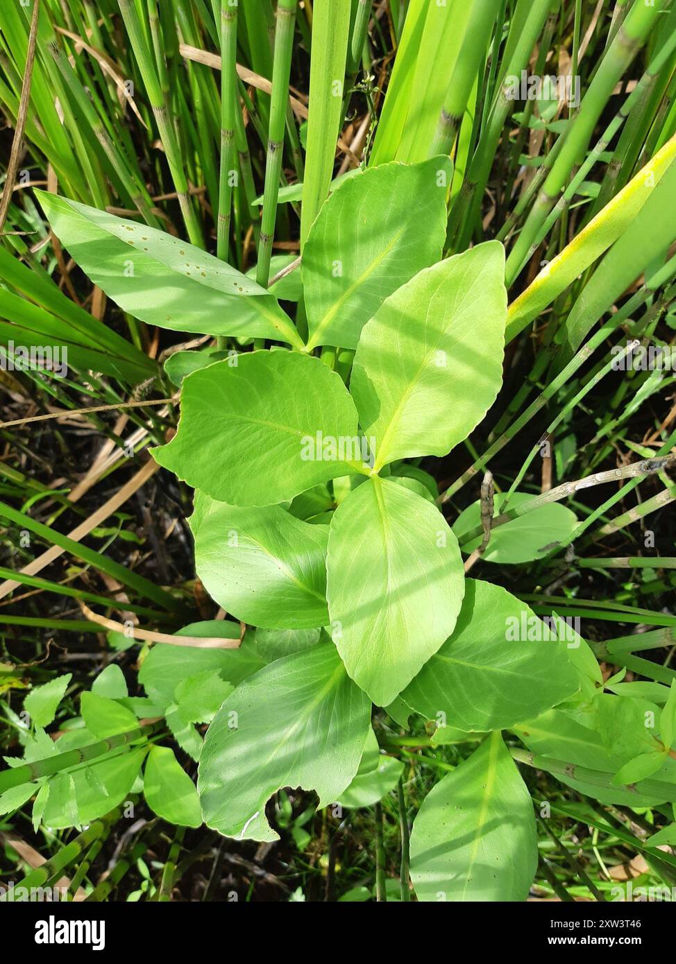 Bogbean (Menyanthes trifoliata) Plantae Stock Photo - Alamy