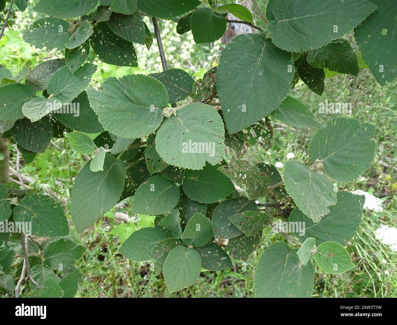 Wayfaring-tree (Viburnum lantana) Plantae Stock Photo - Alamy