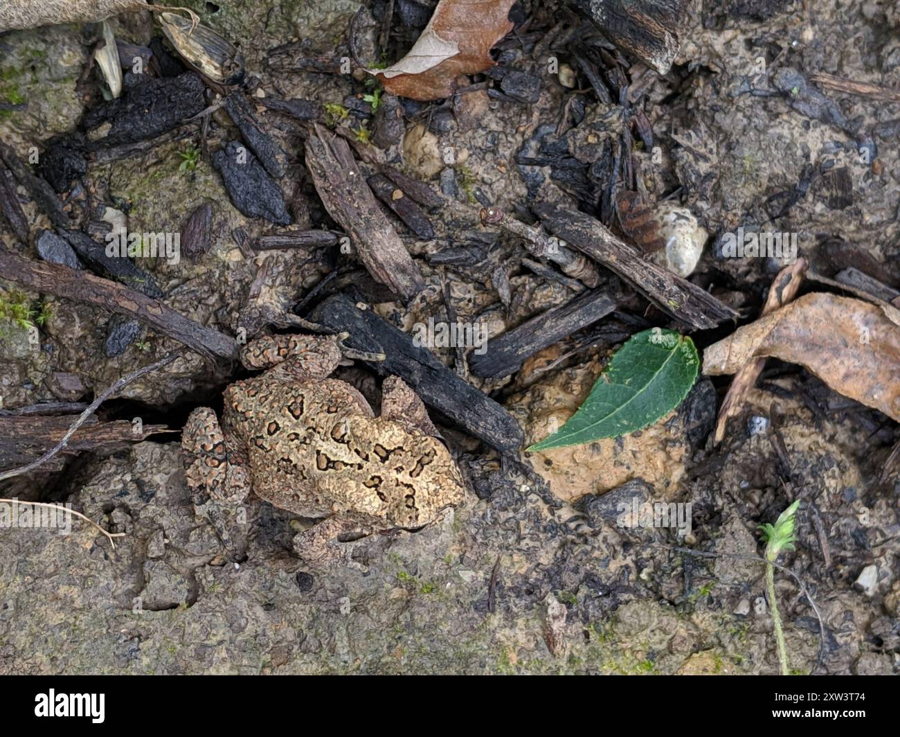 Eastern American Toad (Anaxyrus americanus americanus) Amphibia Stock ...
