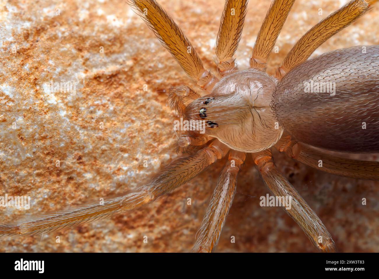 Mediterranean recluse spider, violin spider (Loxosceles rufescens ...