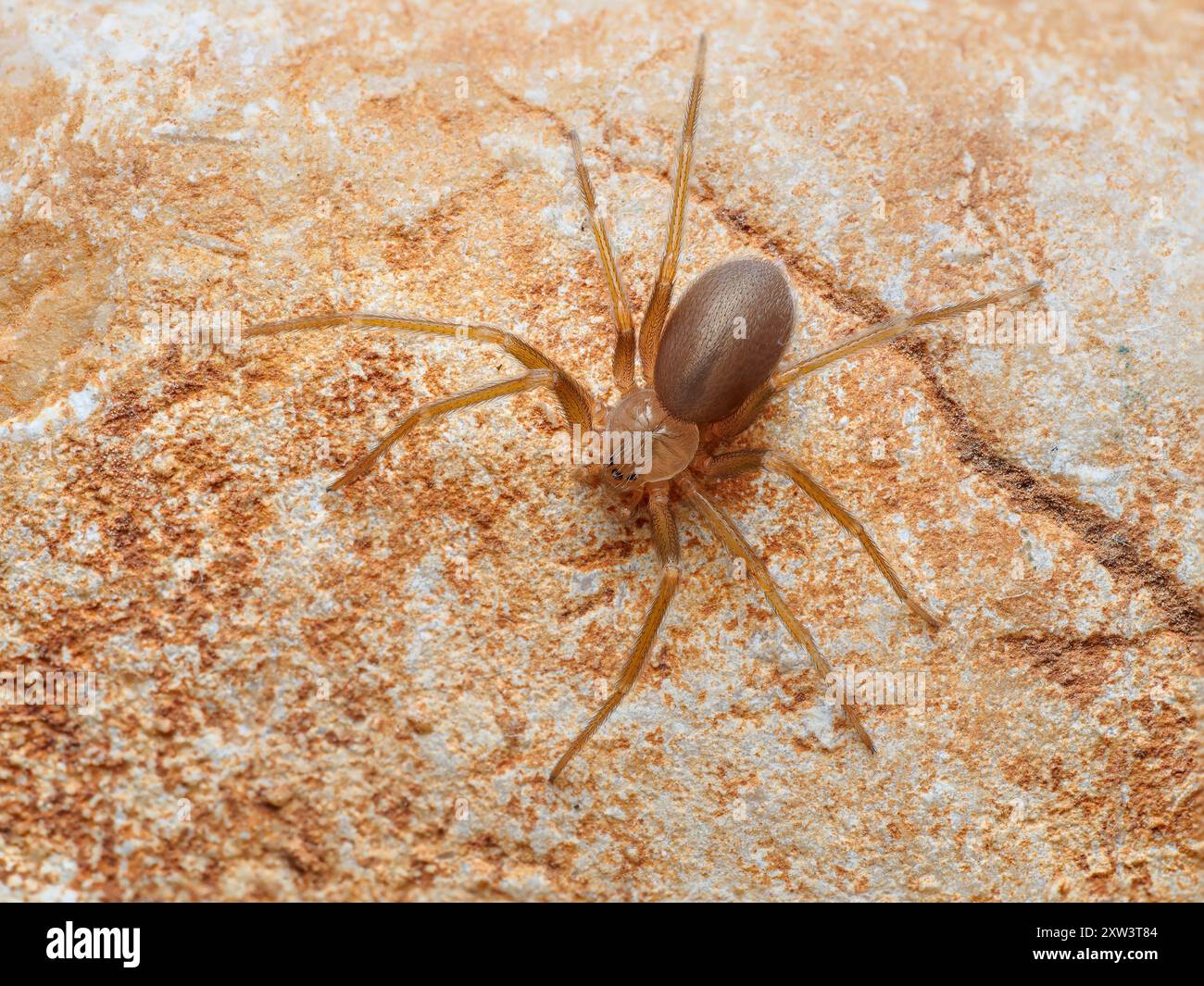 Mediterranean recluse spider, violin spider (Loxosceles rufescens ...