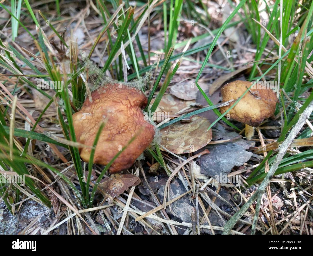 Funnels (Clitocybe) Fungi Stock Photo - Alamy