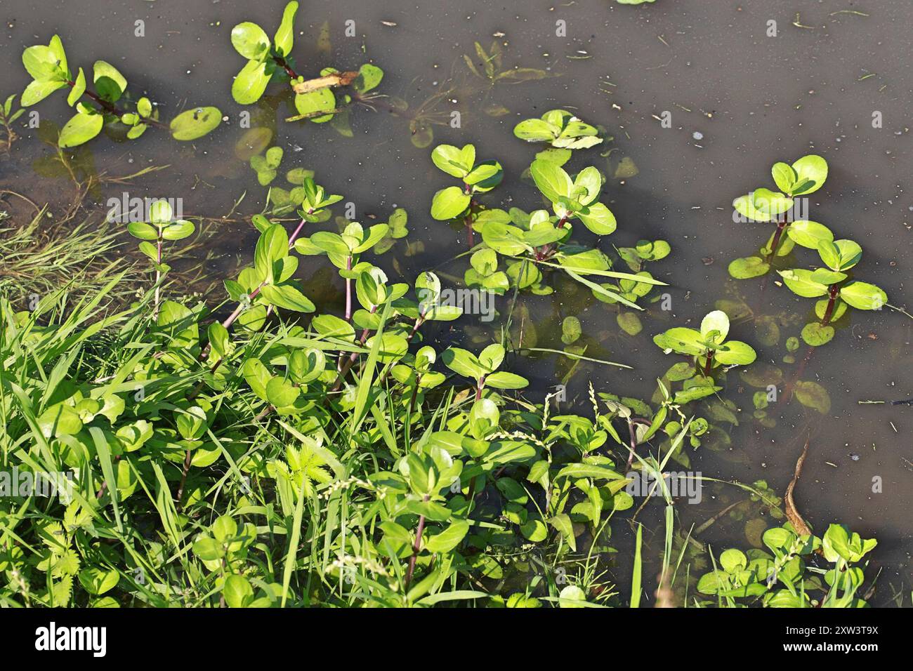 Brooklime (Veronica beccabunga) Plantae Stock Photo - Alamy
