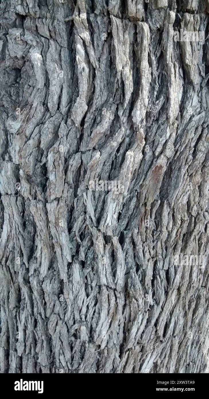 Combretum leadwood hi-res stock photography and images - Alamy
