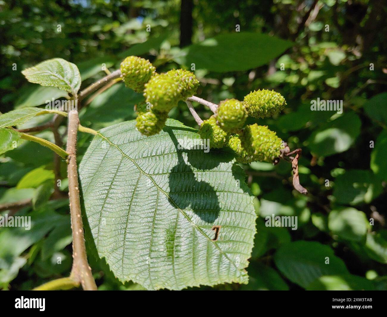 grey alder (Alnus incana) Plantae Stock Photo - Alamy