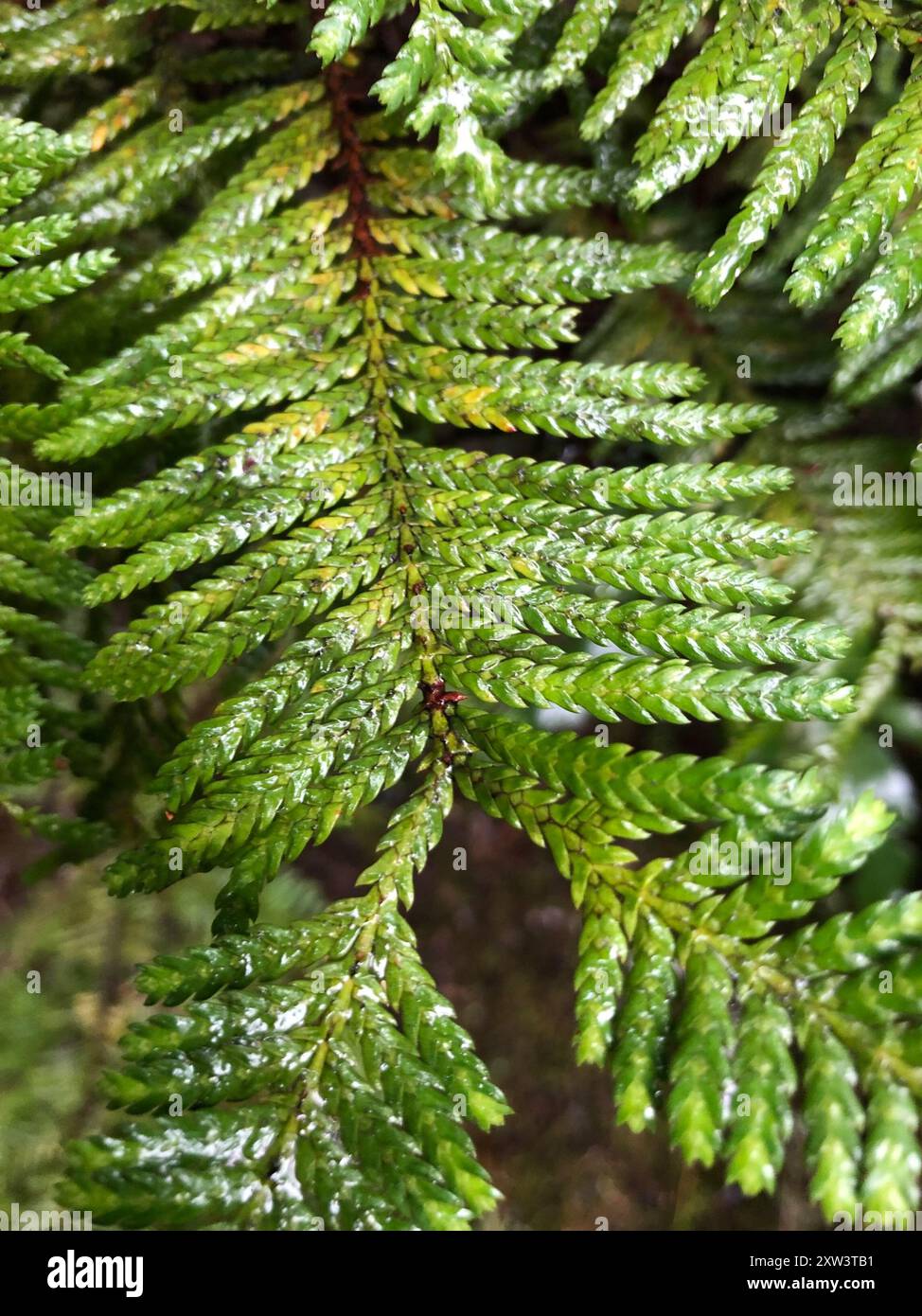 Kawaka (Libocedrus plumosa) Plantae Stock Photo - Alamy