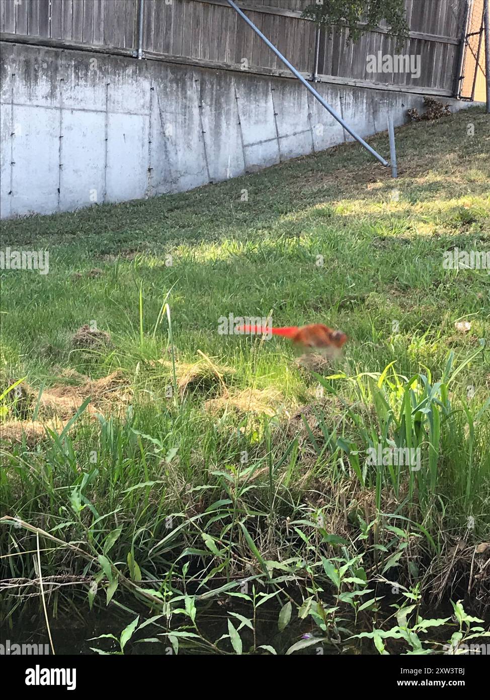 Neon Skimmer (Libellula croceipennis) Insecta Stock Photo - Alamy