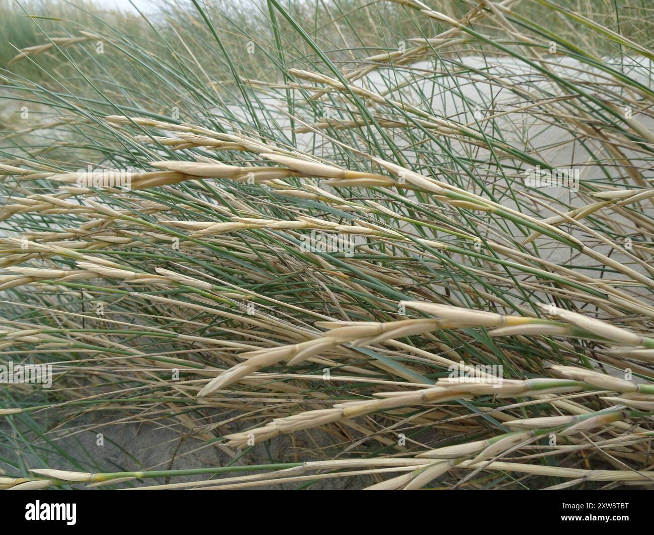 Sand Couch-grass (Elymus farctus) Plantae Stock Photo - Alamy