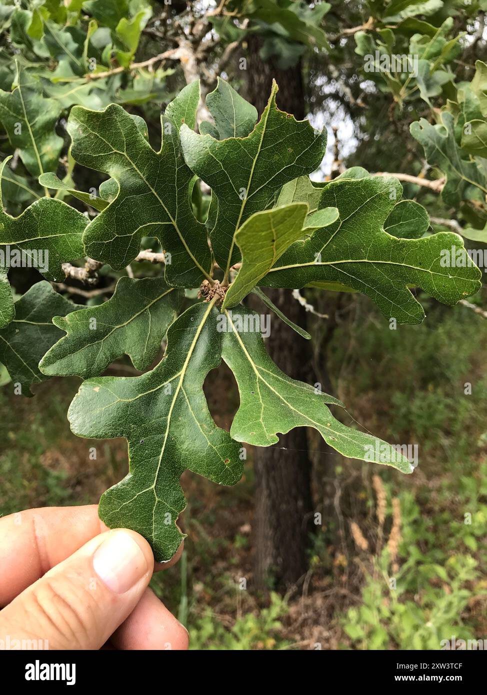 post oak (Quercus stellata) Plantae Stock Photo - Alamy