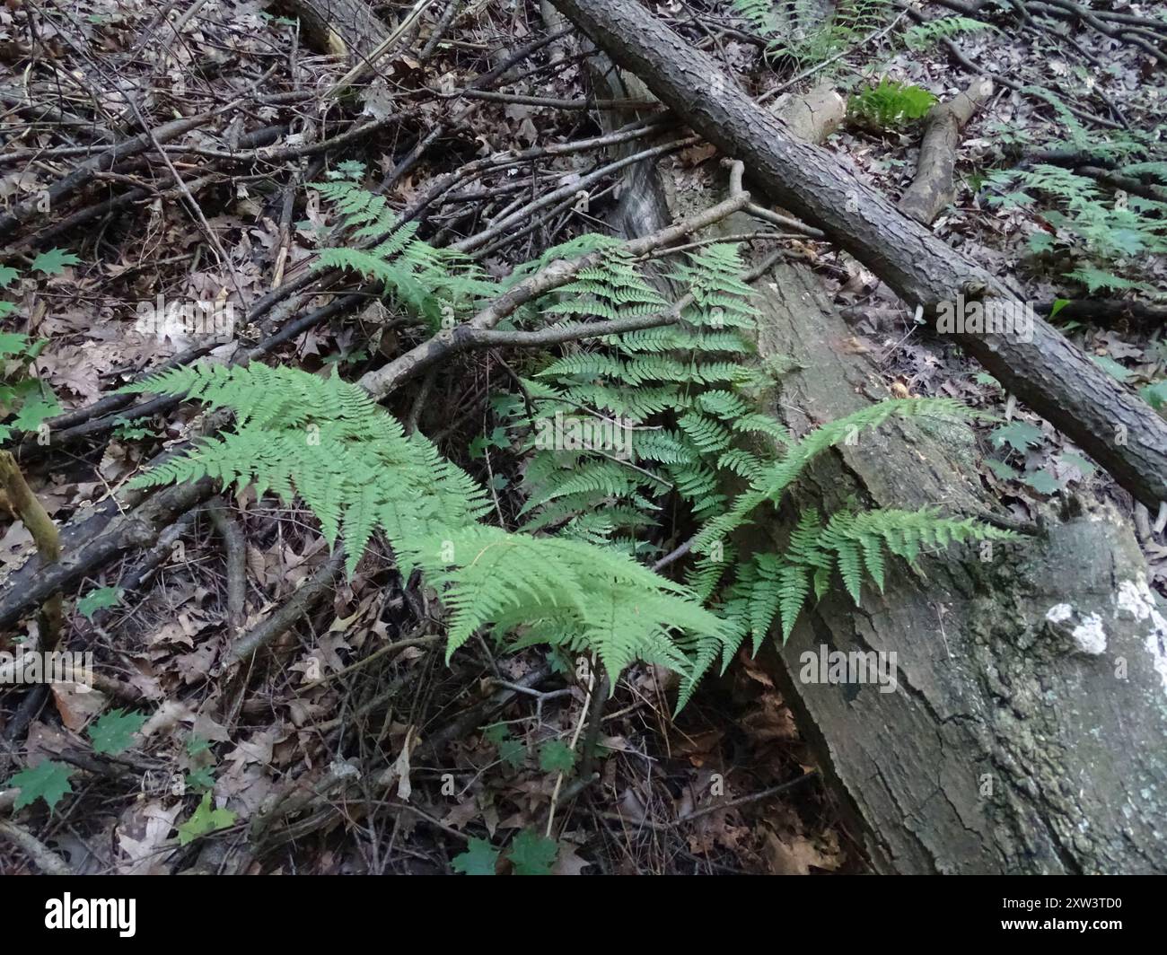 spinulose wood fern (Dryopteris carthusiana) Plantae Stock Photo - Alamy