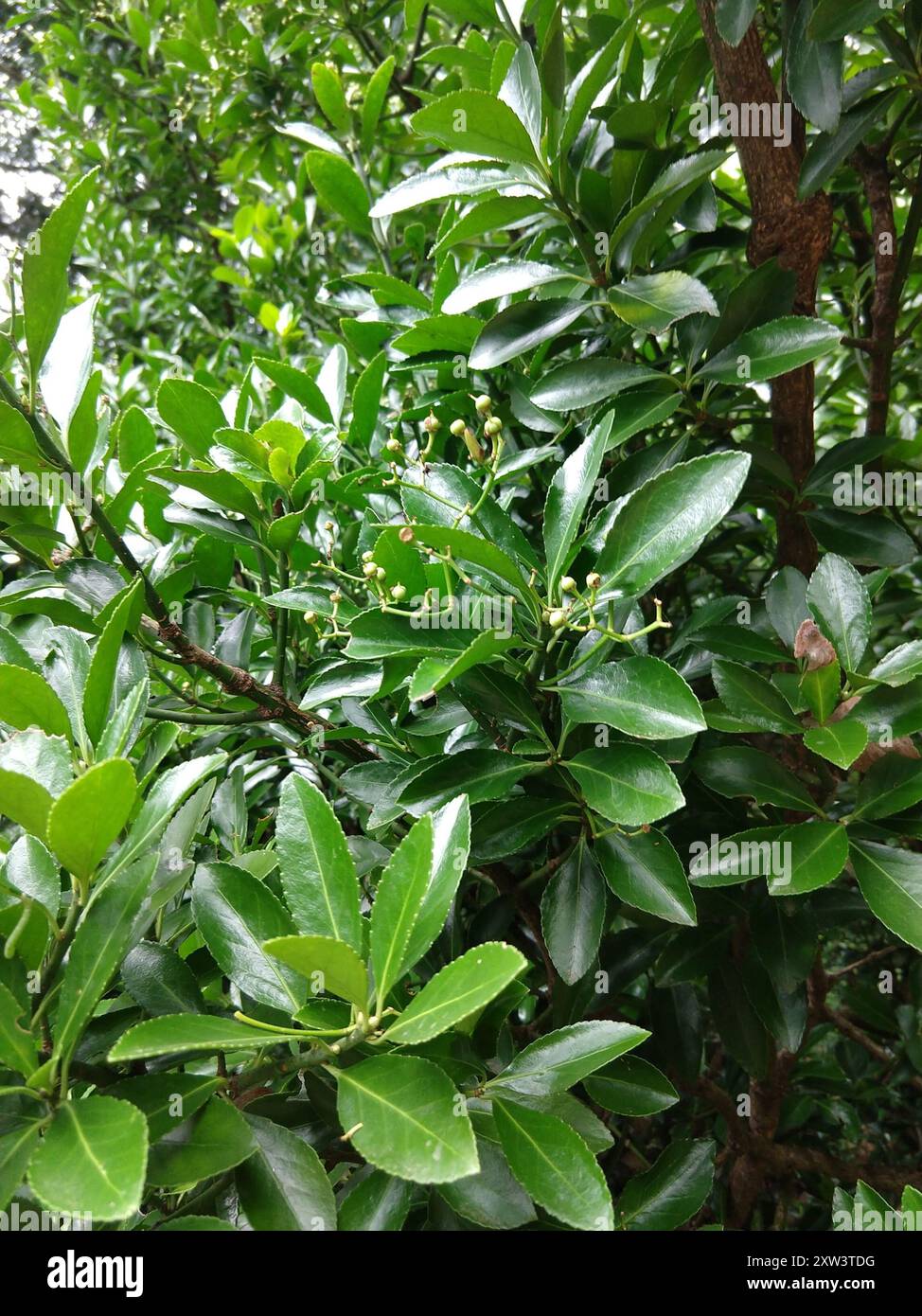 Japanese spindle tree (Euonymus japonicus) Plantae Stock Photo - Alamy