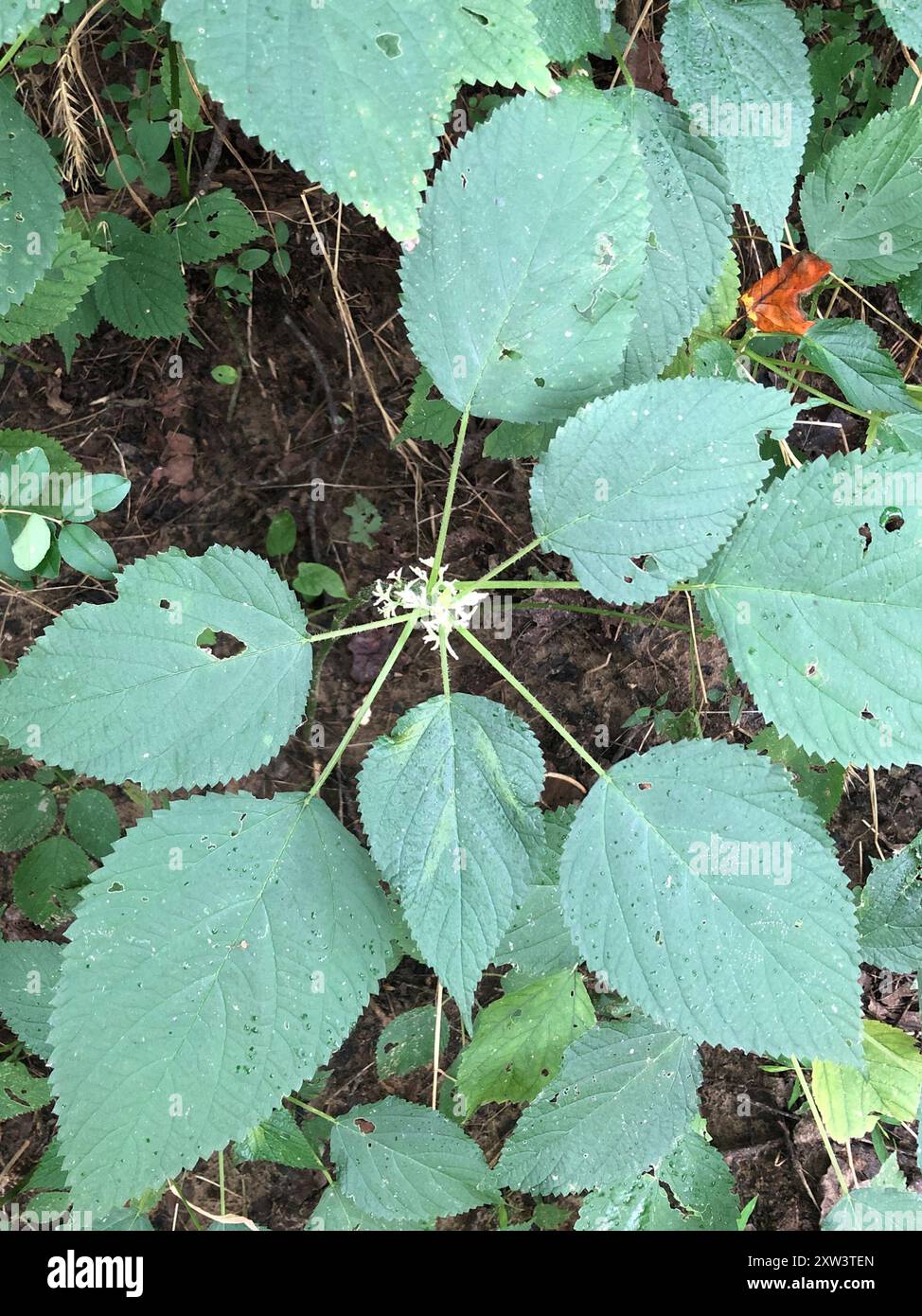 wood nettle (Laportea canadensis) Plantae Stock Photo - Alamy