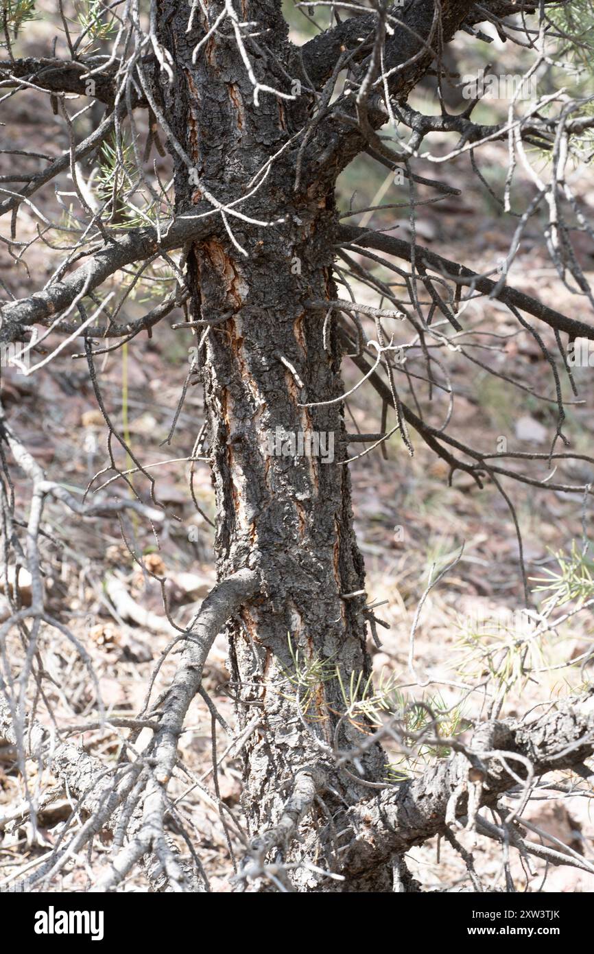 singleleaf pinyon (Pinus monophylla) Plantae Stock Photo - Alamy