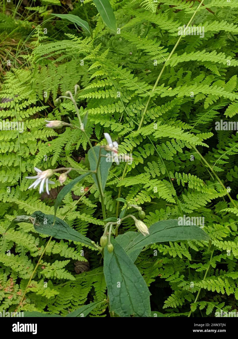 whorled wood aster (Oclemena acuminata) Plantae Stock Photo - Alamy