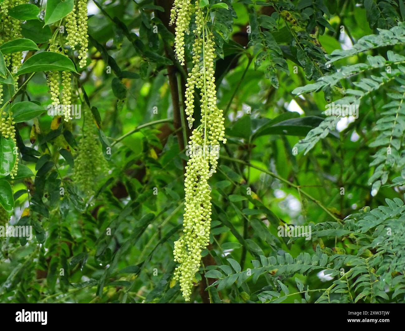 Fiveleaf Yam (Dioscorea pentaphylla) Plantae Stock Photo - Alamy