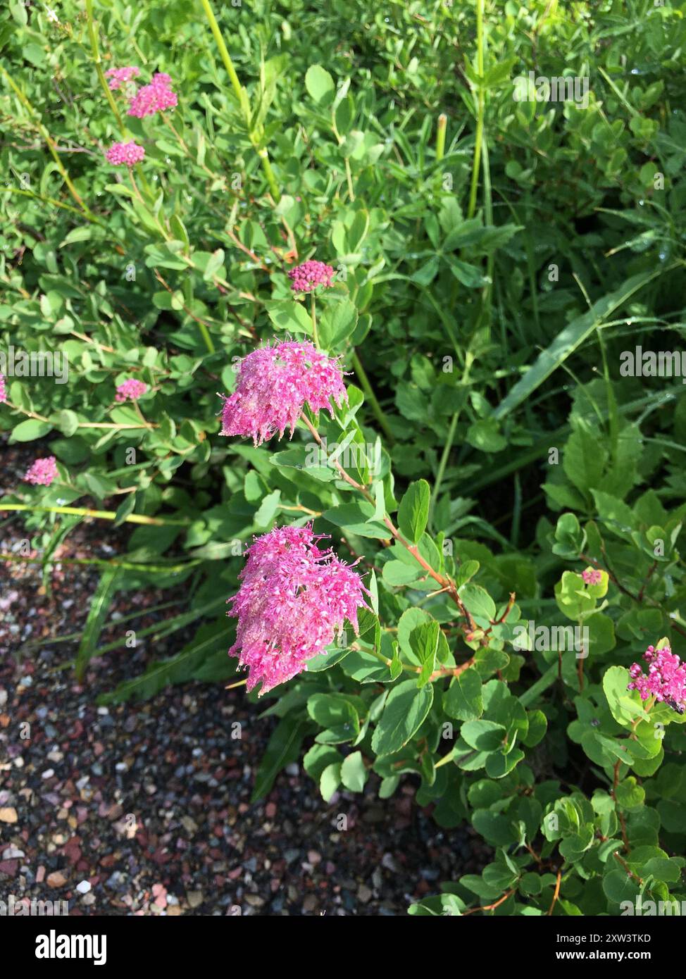 Mountain Spirea (Spiraea splendens) Plantae Stock Photo - Alamy