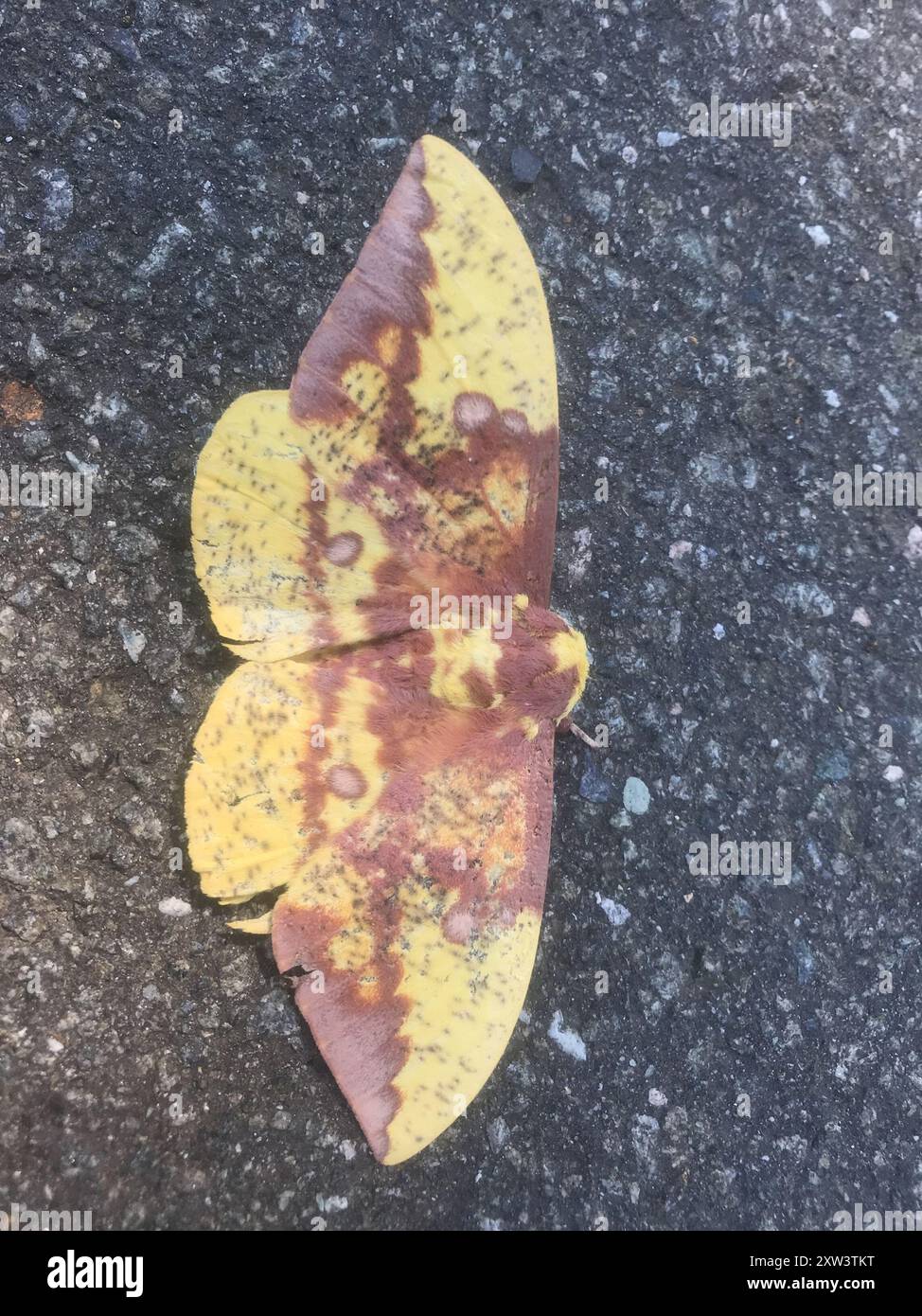 Imperial Moth (Eacles imperialis) Insecta Stock Photo - Alamy