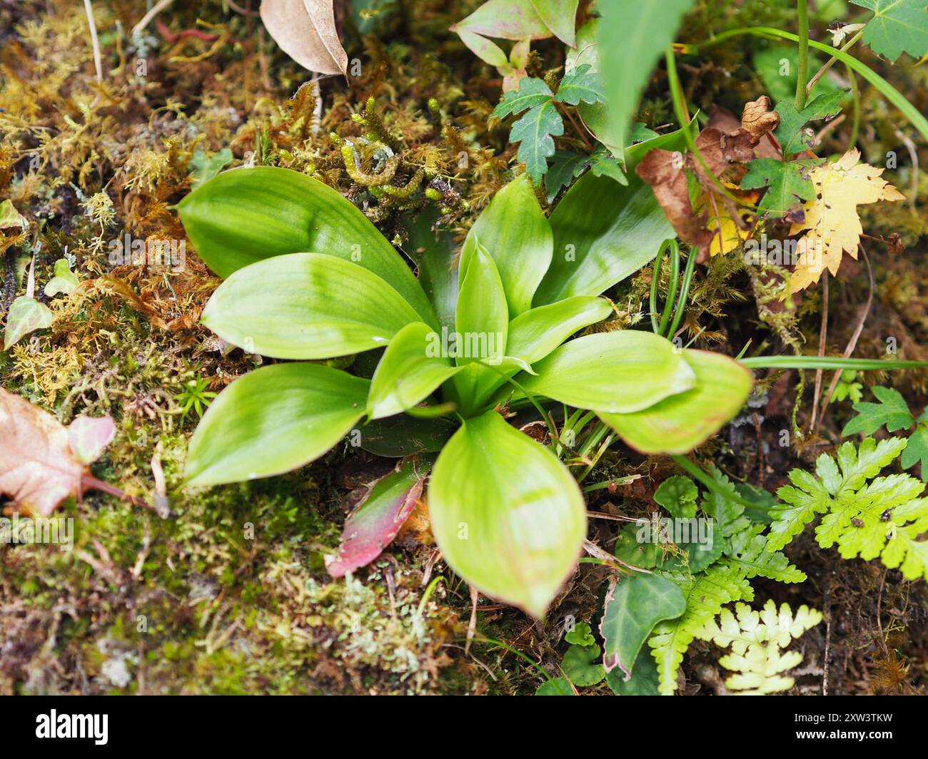 (Heloniopsis umbellata) Plantae Stock Photo - Alamy