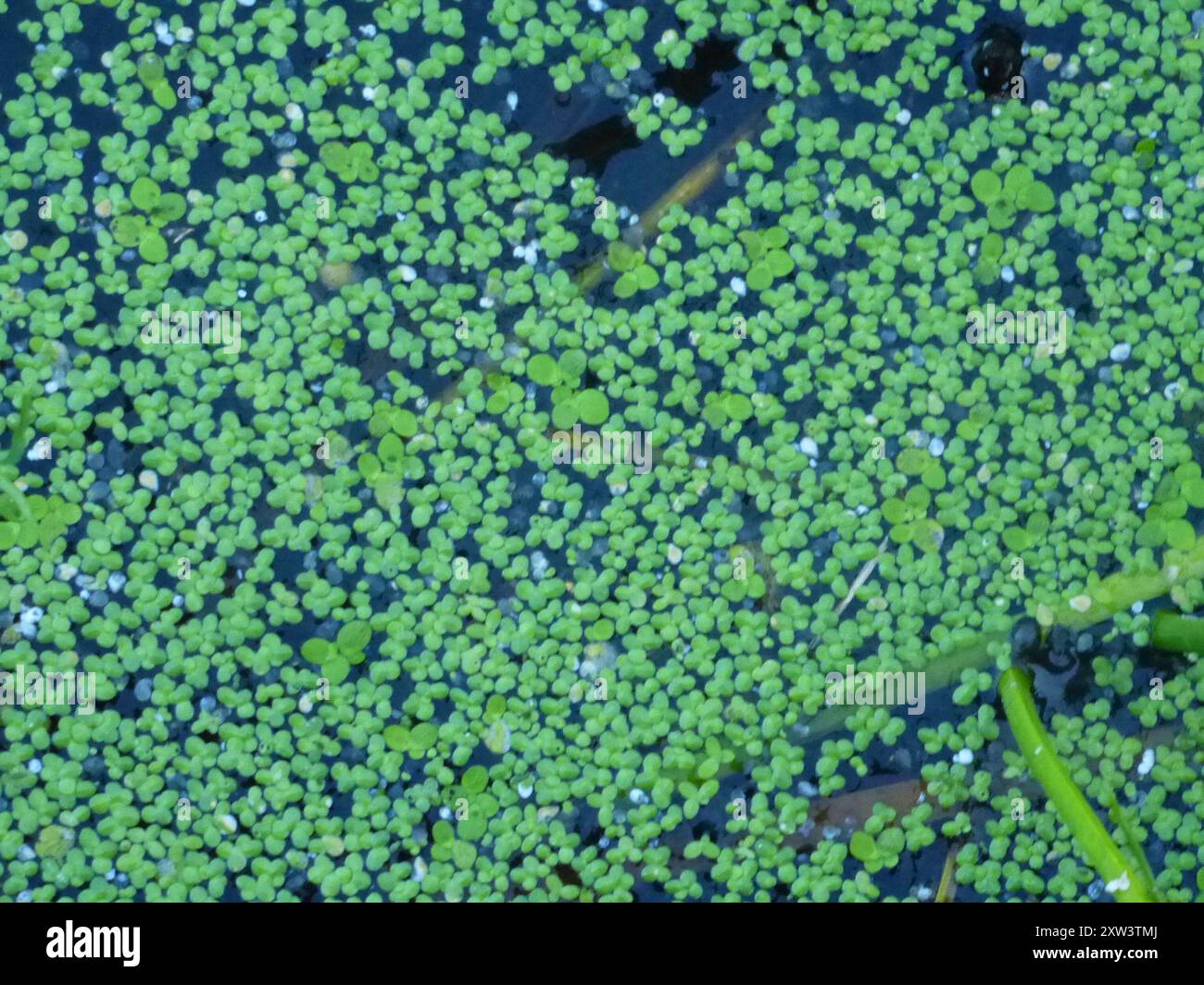 duckweeds (Lemnoideae) Plantae Stock Photo - Alamy