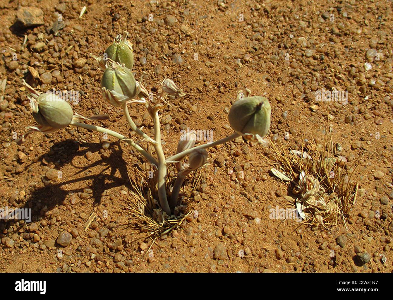 Thick Slime-lily (Albuca setosa) Plantae Stock Photo - Alamy
