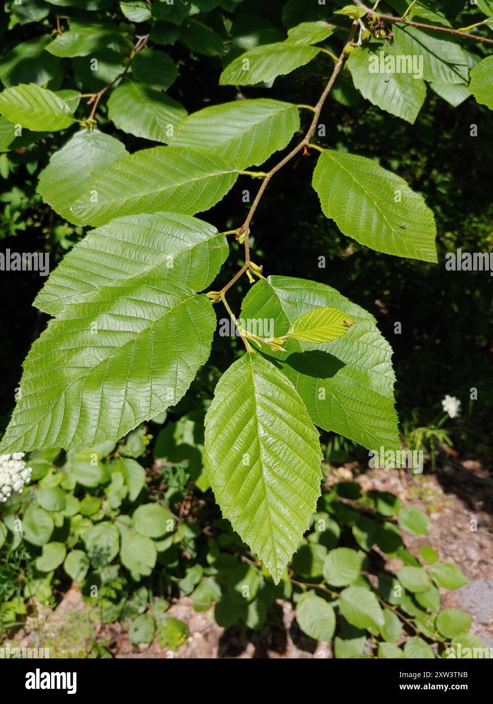 grey alder (Alnus incana) Plantae Stock Photo - Alamy