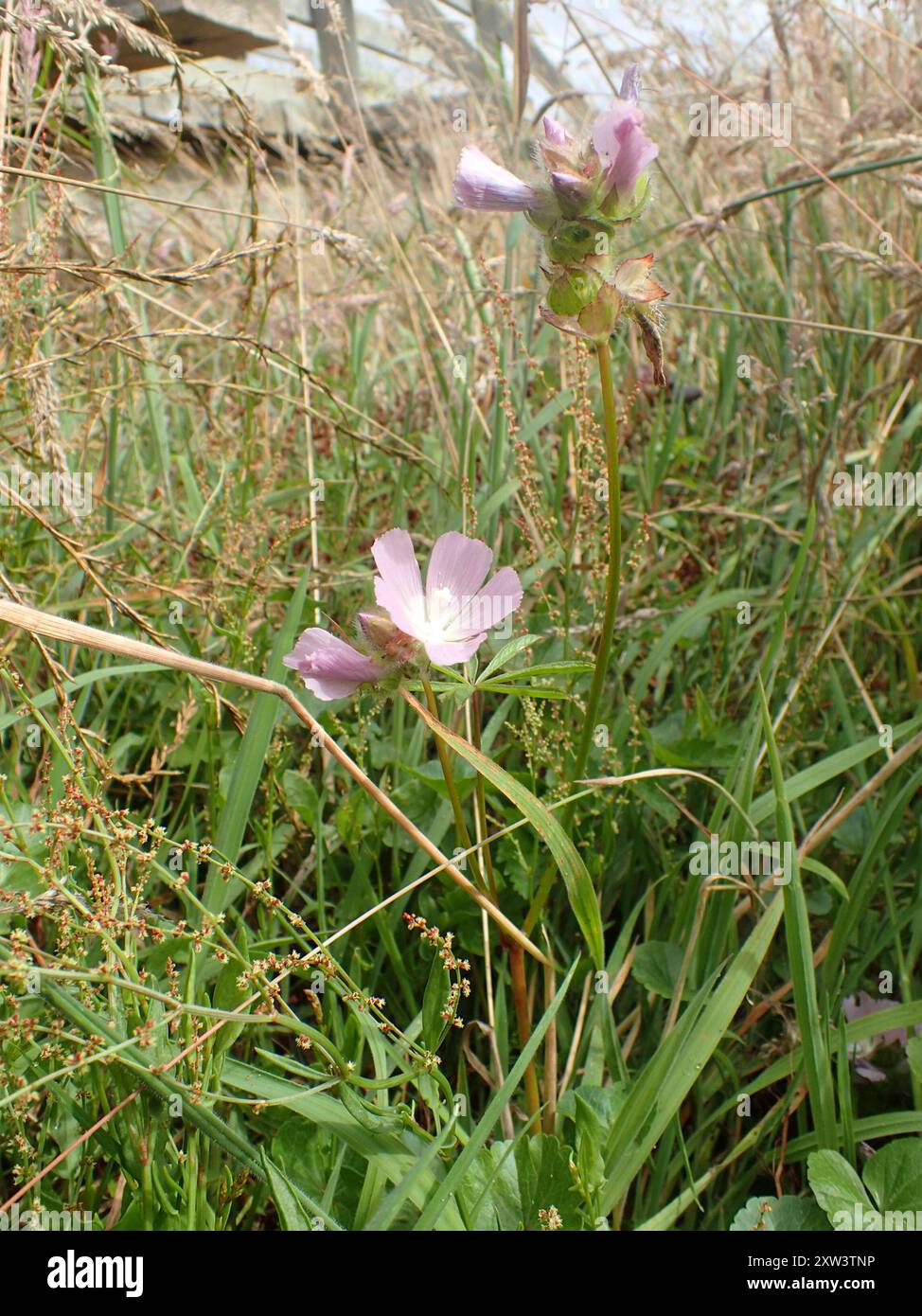 Point Reyes checkerbloom (Sidalcea calycosa rhizomata) Plantae Stock ...