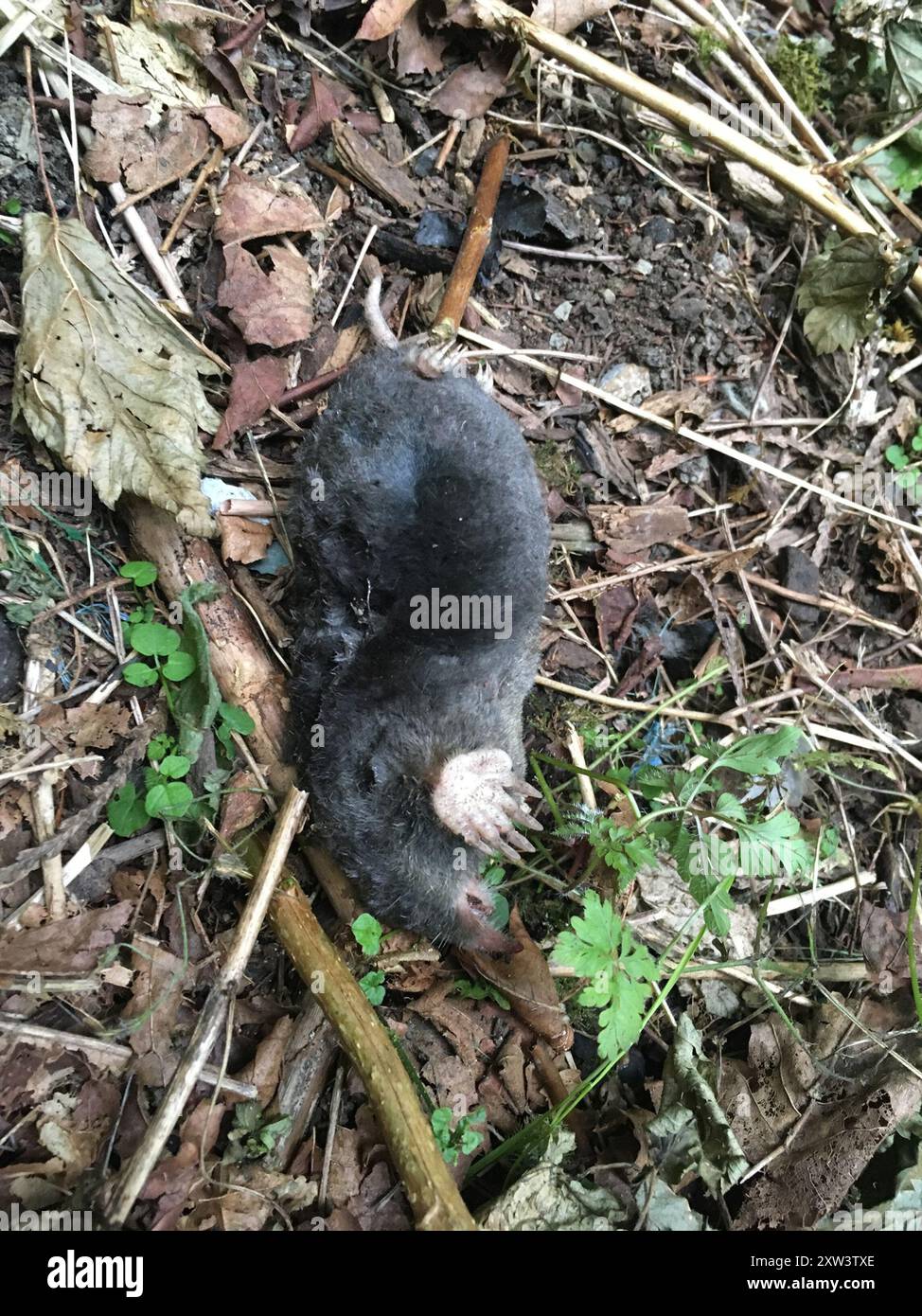 Moles and Desmans (Talpidae) Mammalia Stock Photo - Alamy