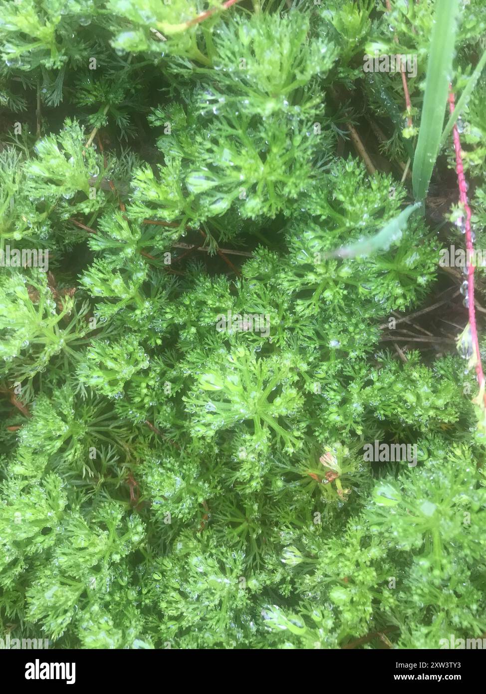 Partridgefoot (Luetkea pectinata) Plantae Stock Photo - Alamy