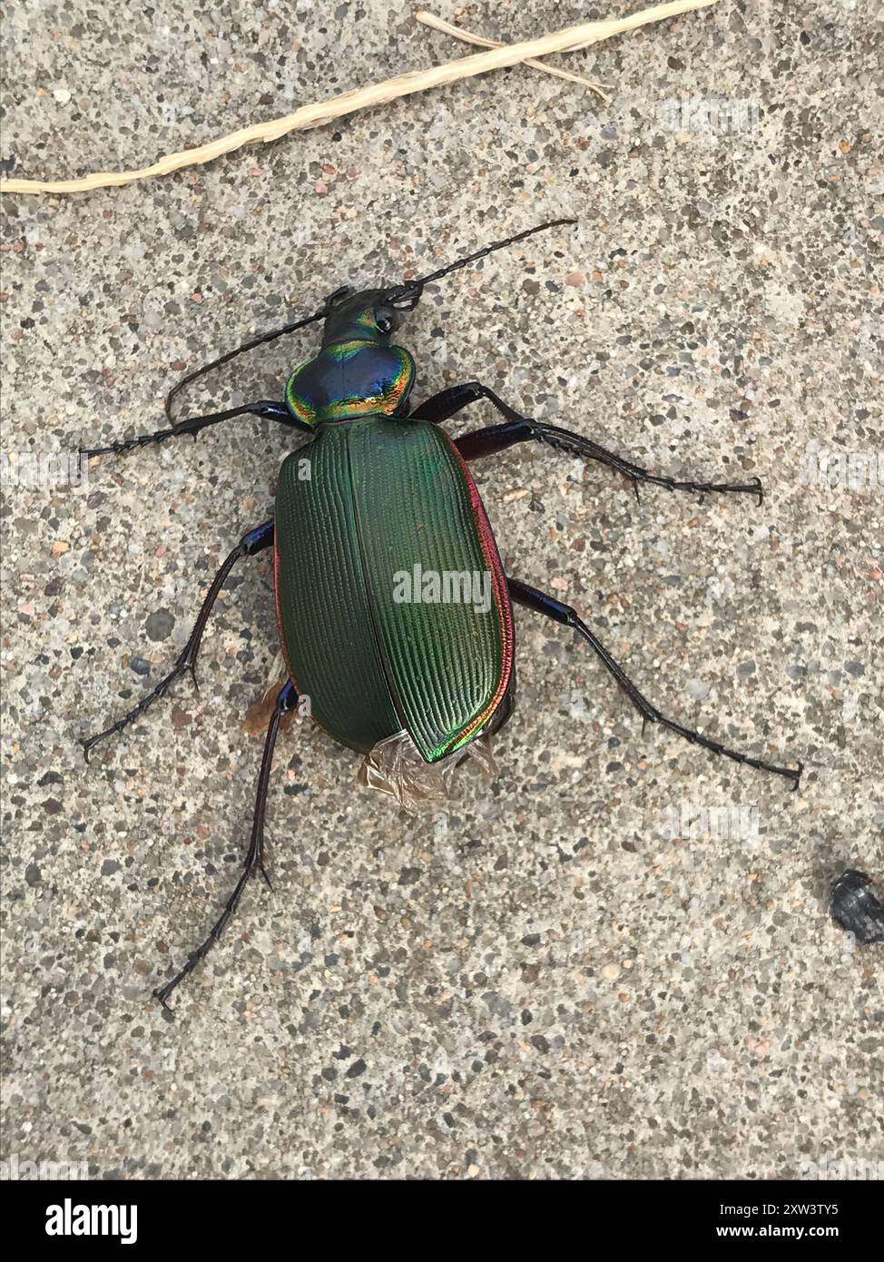 Fiery Searcher (Calosoma scrutator) Insecta Stock Photo - Alamy