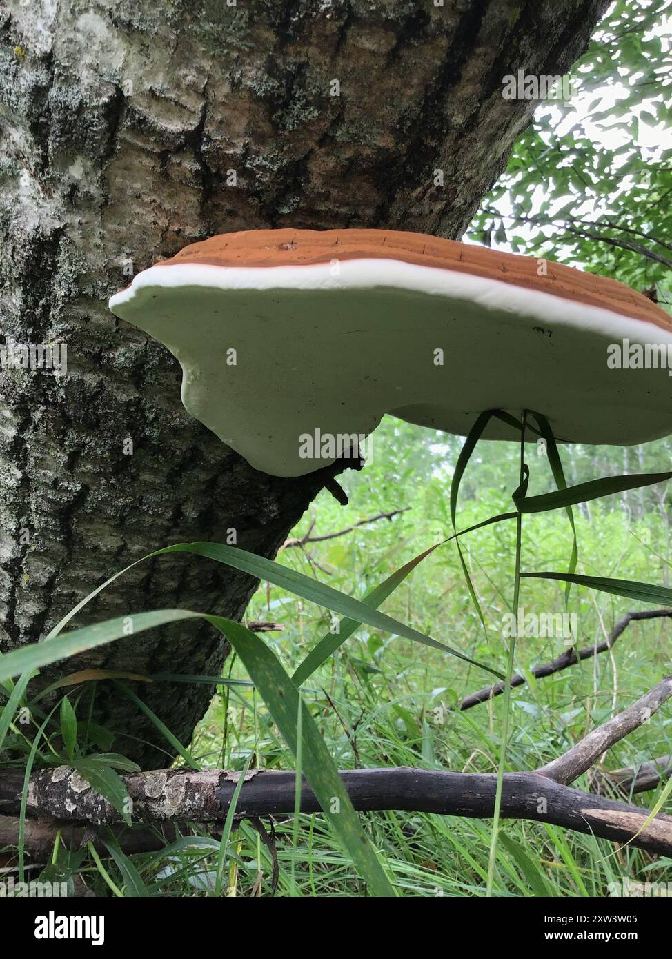 artist's bracket (Ganoderma applanatum) Fungi Stock Photo - Alamy