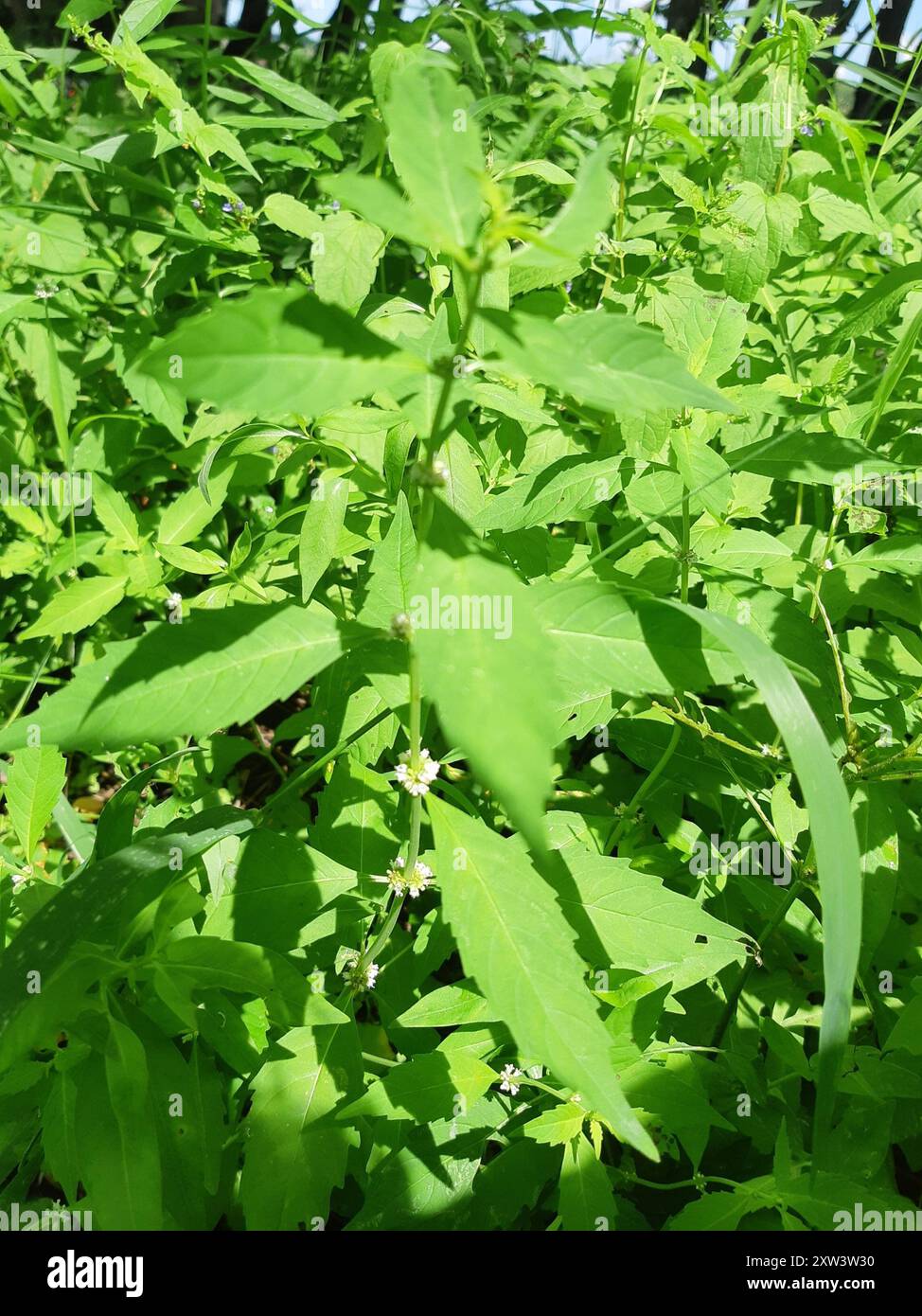 northern bugleweed (Lycopus uniflorus) Plantae Stock Photo - Alamy