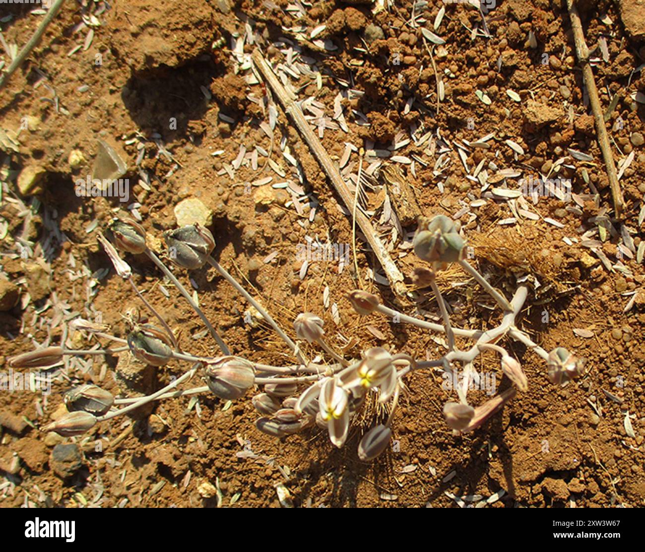 Thick Slime-lily (Albuca setosa) Plantae Stock Photo - Alamy