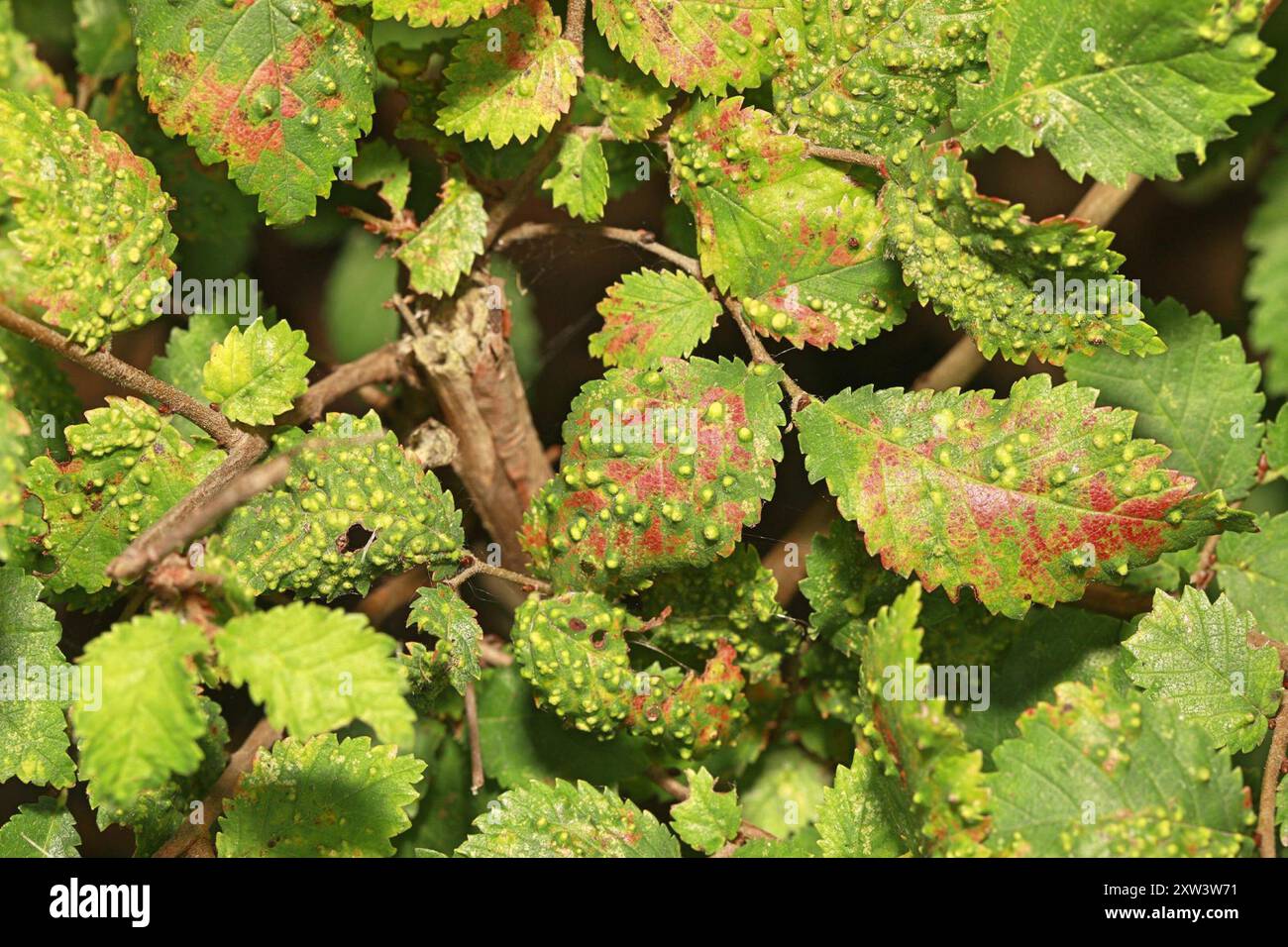 Elm Leaf Gall Mite (Aceria campestricola) Arachnida Stock Photo - Alamy