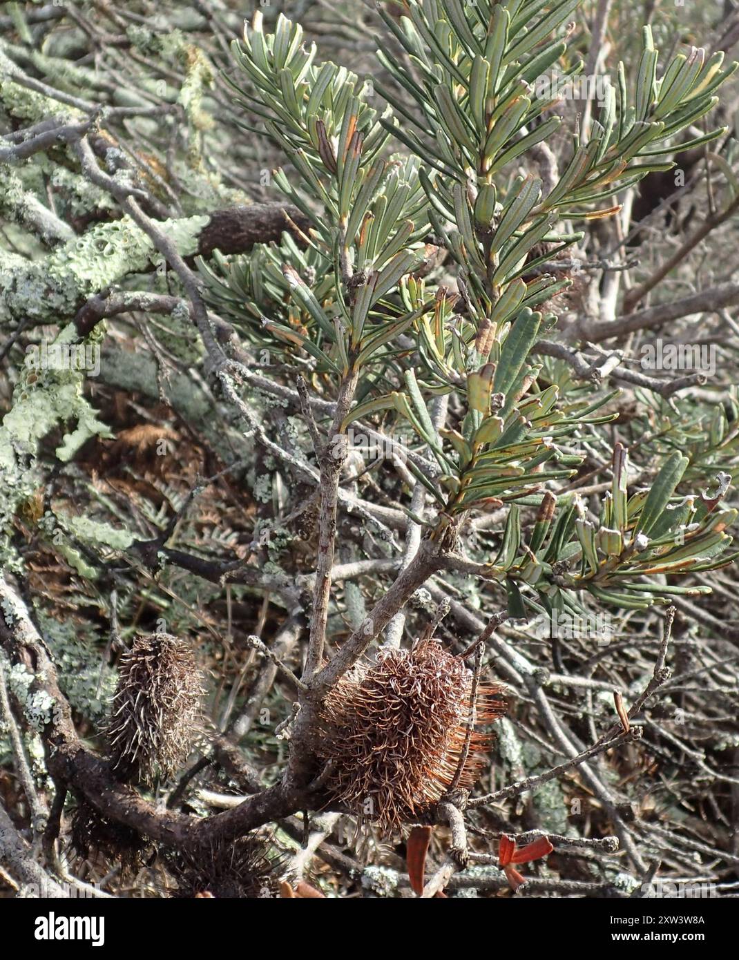 Silver Banksia (Banksia marginata) Plantae Stock Photo - Alamy