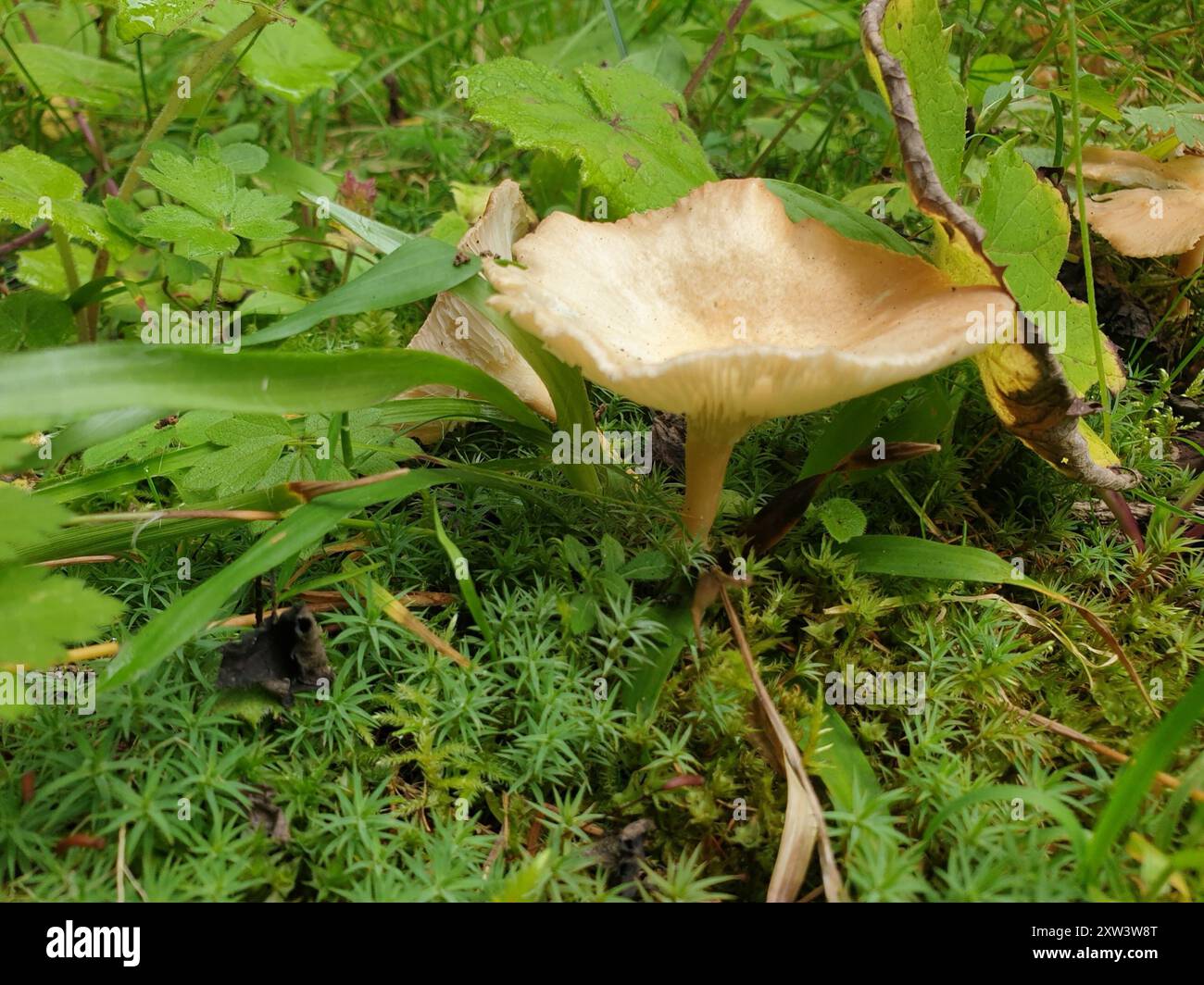Common Funnel (Infundibulicybe gibba) Fungi Stock Photo - Alamy