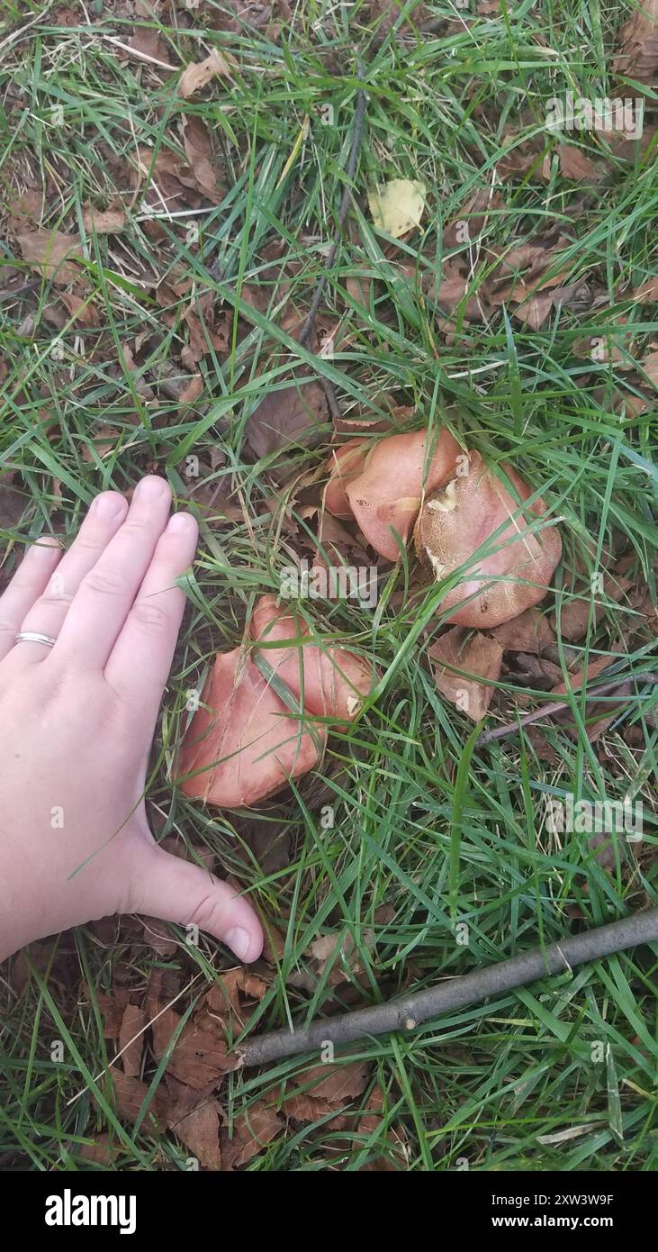 Ruby Bolete (Hortiboletus rubellus) Fungi Stock Photo - Alamy