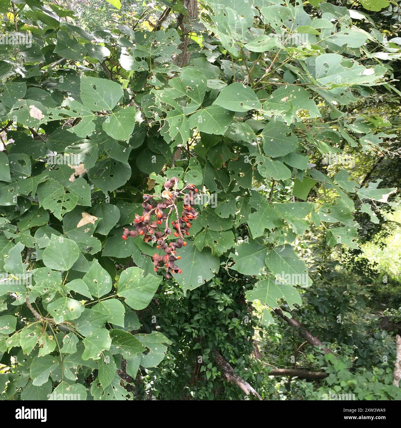 Coral trees (Erythrina) Plantae Stock Photo - Alamy