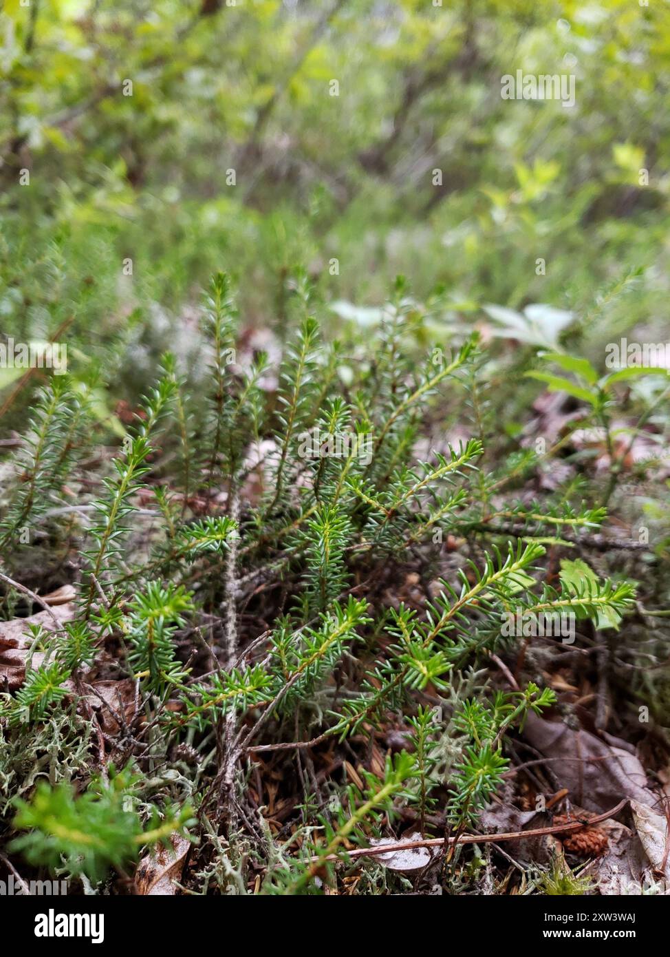 black crowberry (Empetrum nigrum) Plantae Stock Photo - Alamy