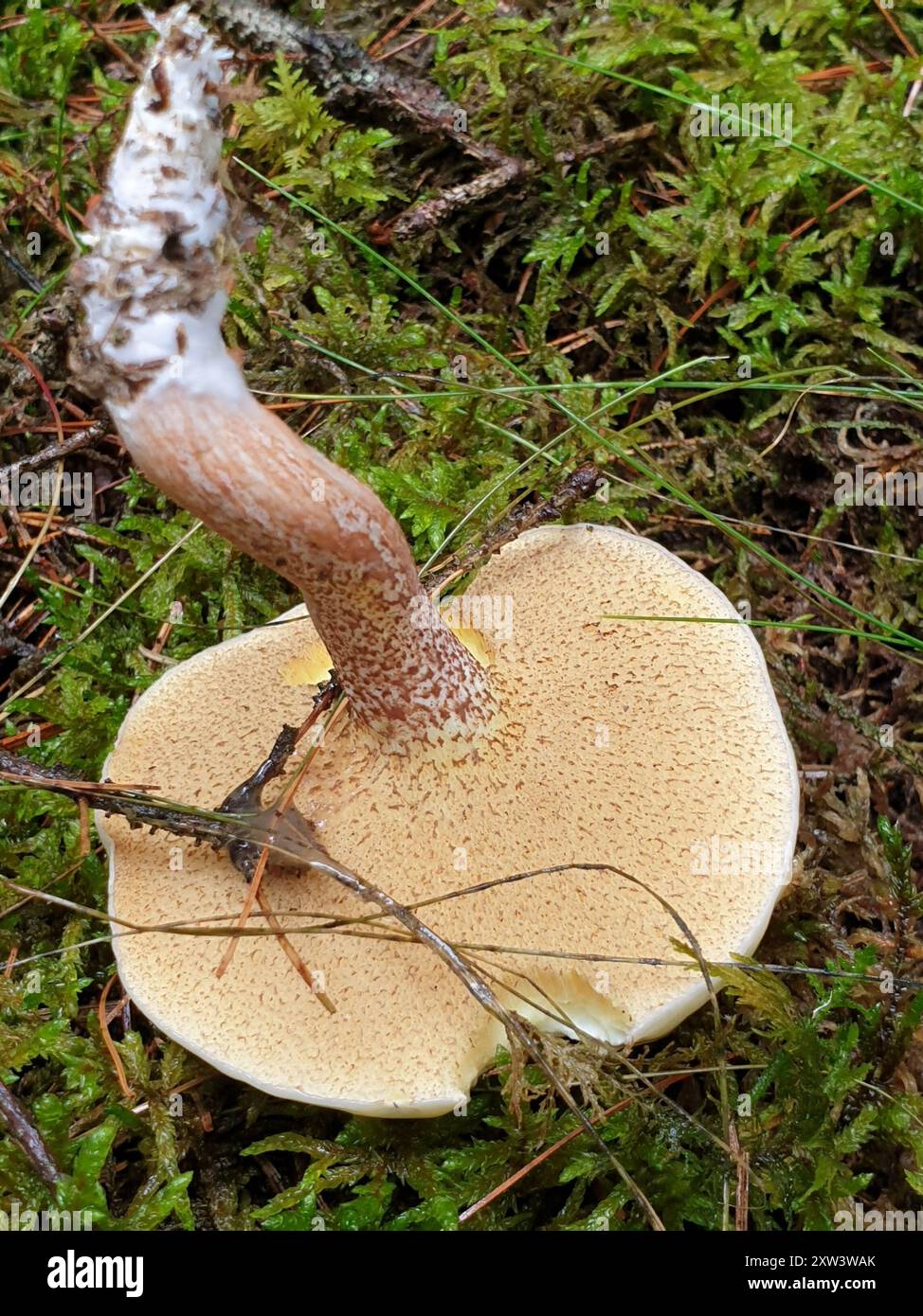 white suillus (Suillus placidus) Fungi Stock Photo - Alamy