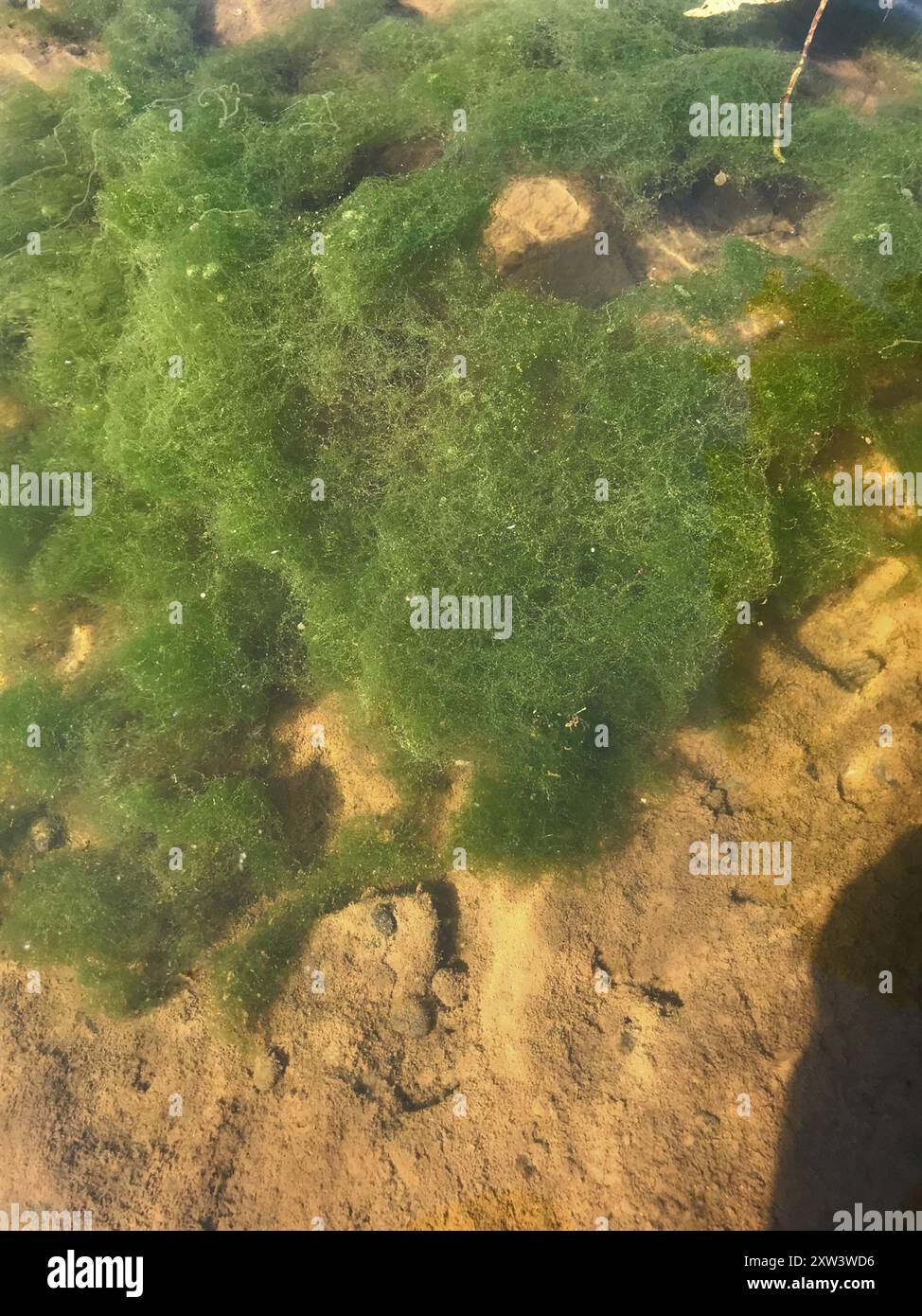 green algae (Chlorophyta) Plantae Stock Photo - Alamy