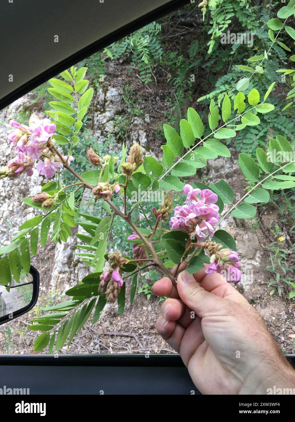 New Mexico locust (Robinia neomexicana) Plantae Stock Photo - Alamy